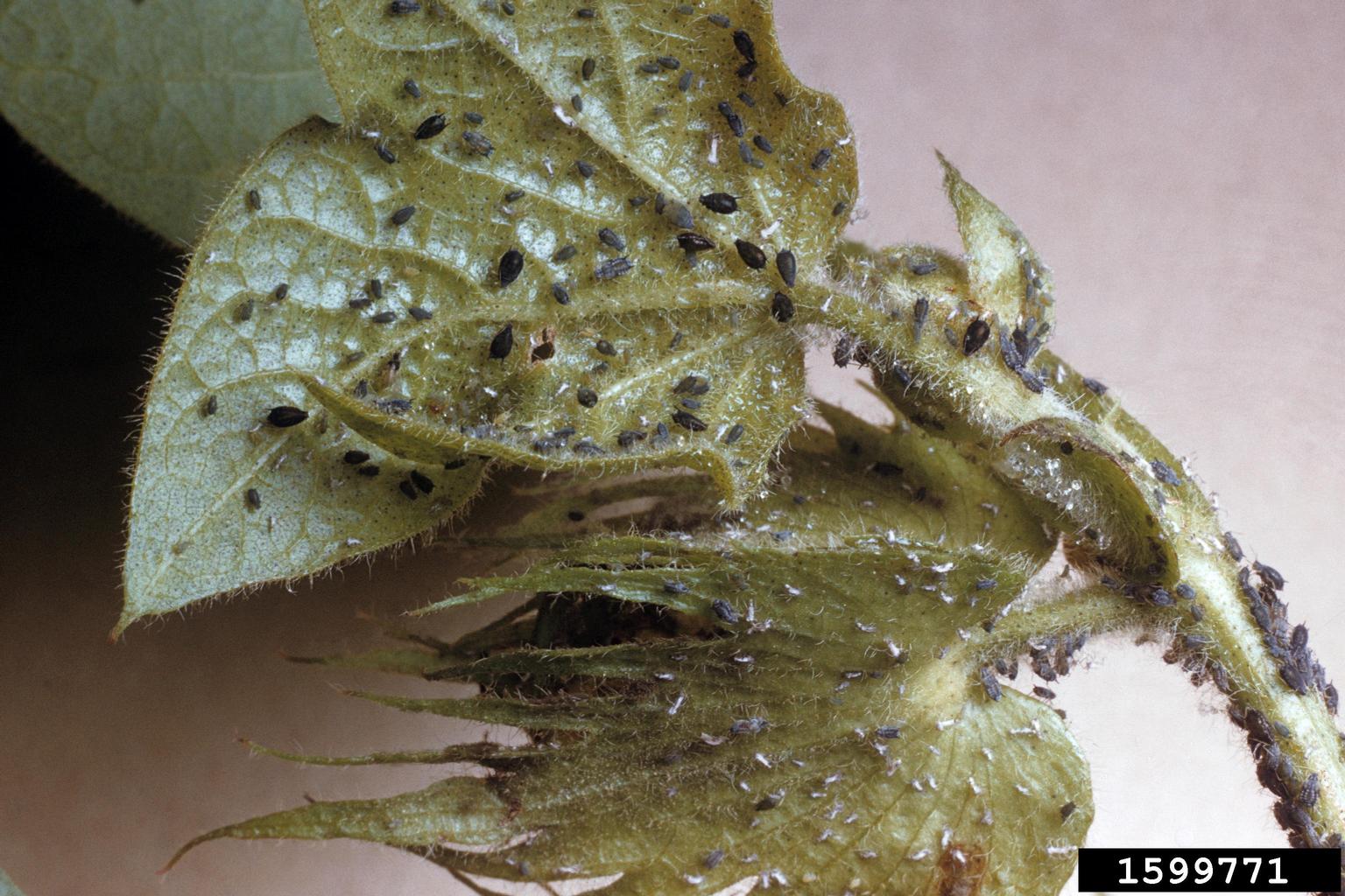 aphids (Family Aphididae)