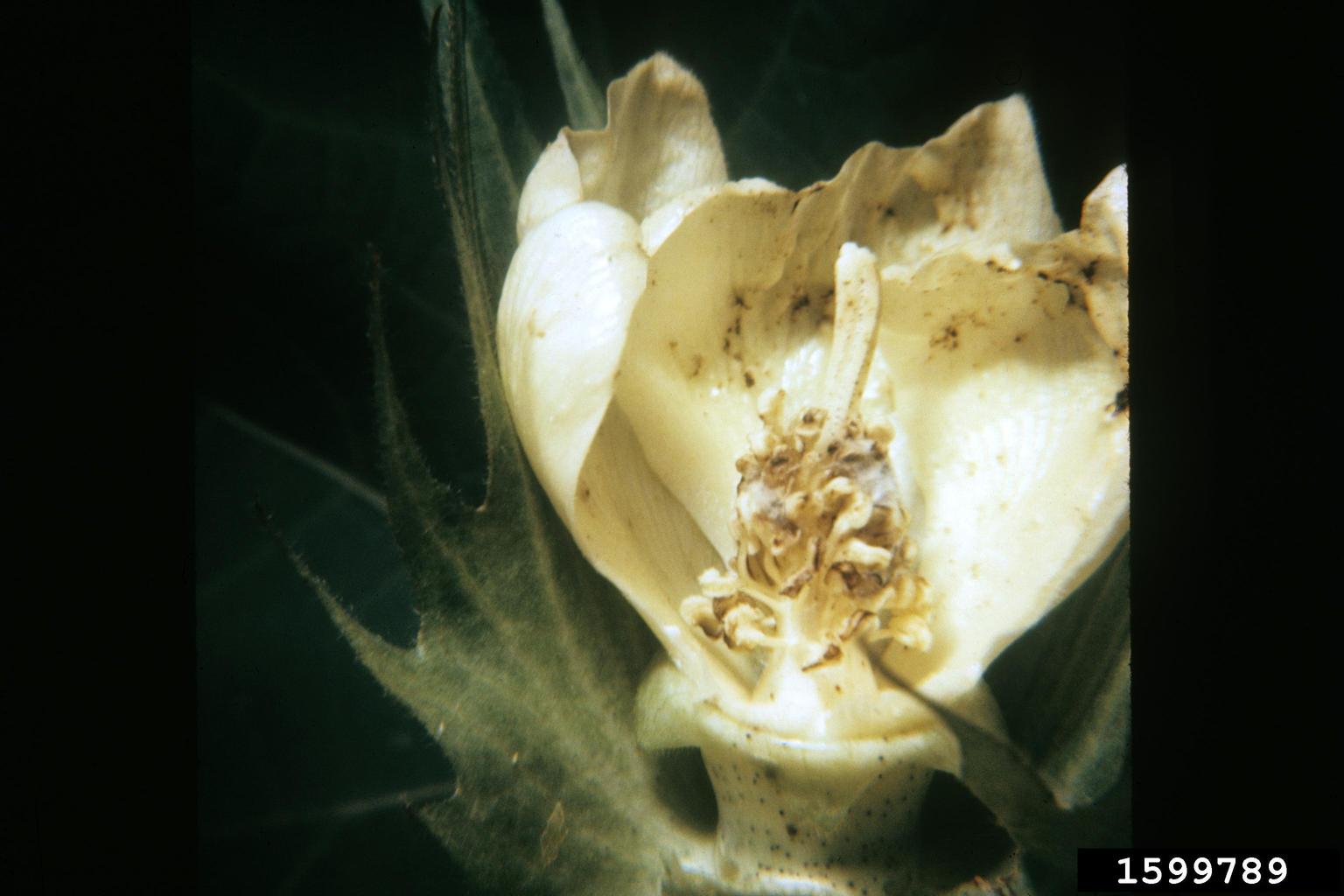 plant bug (Genus Lygus Hahn)