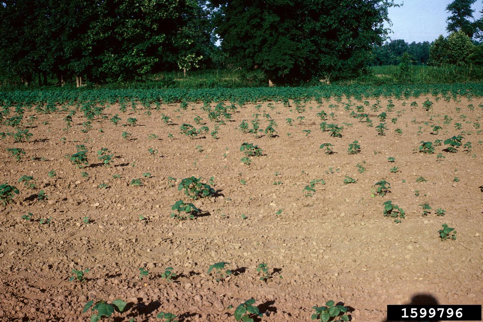 Integrated Pest Management (general)