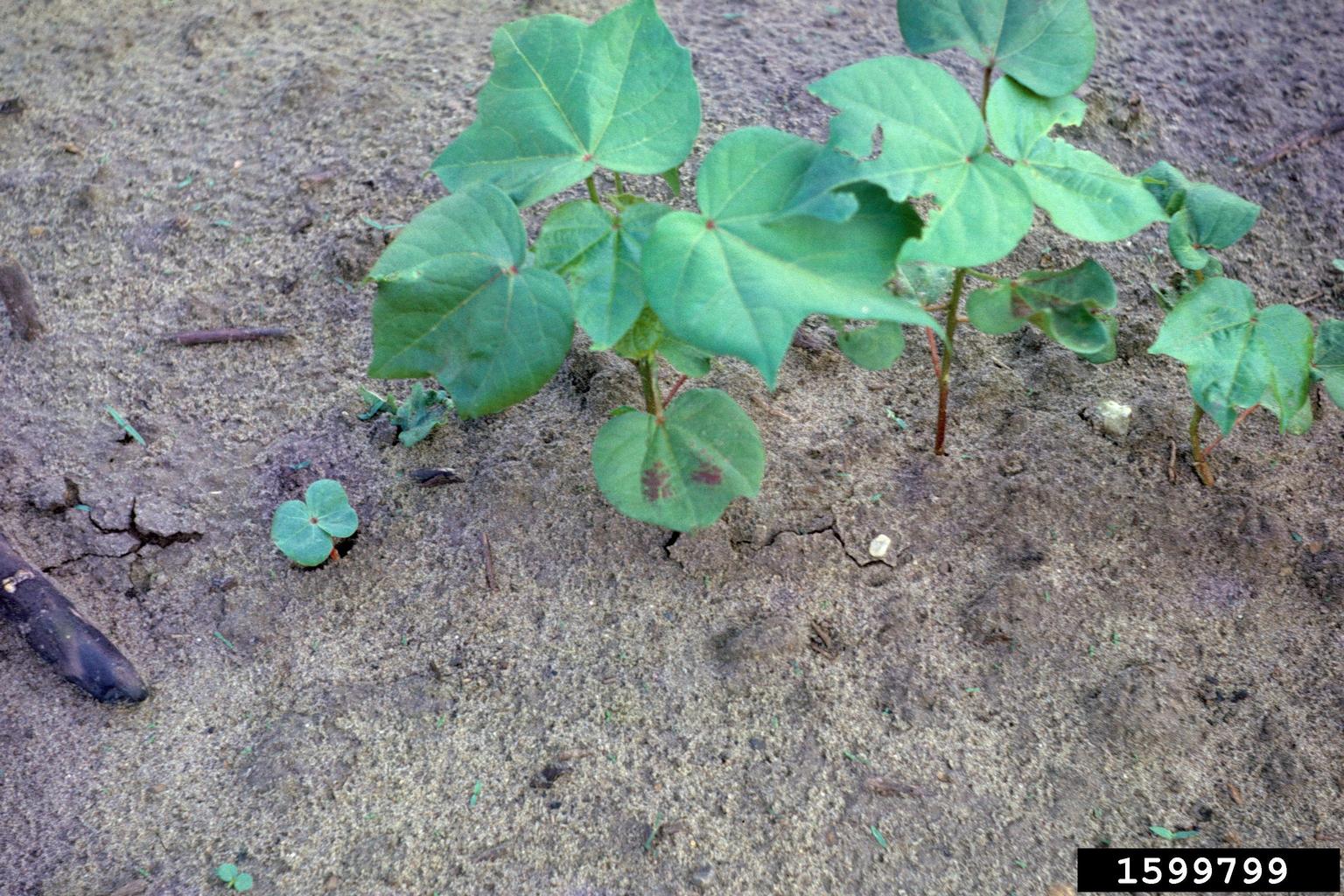 mites (Order Acari) (Order Acari)