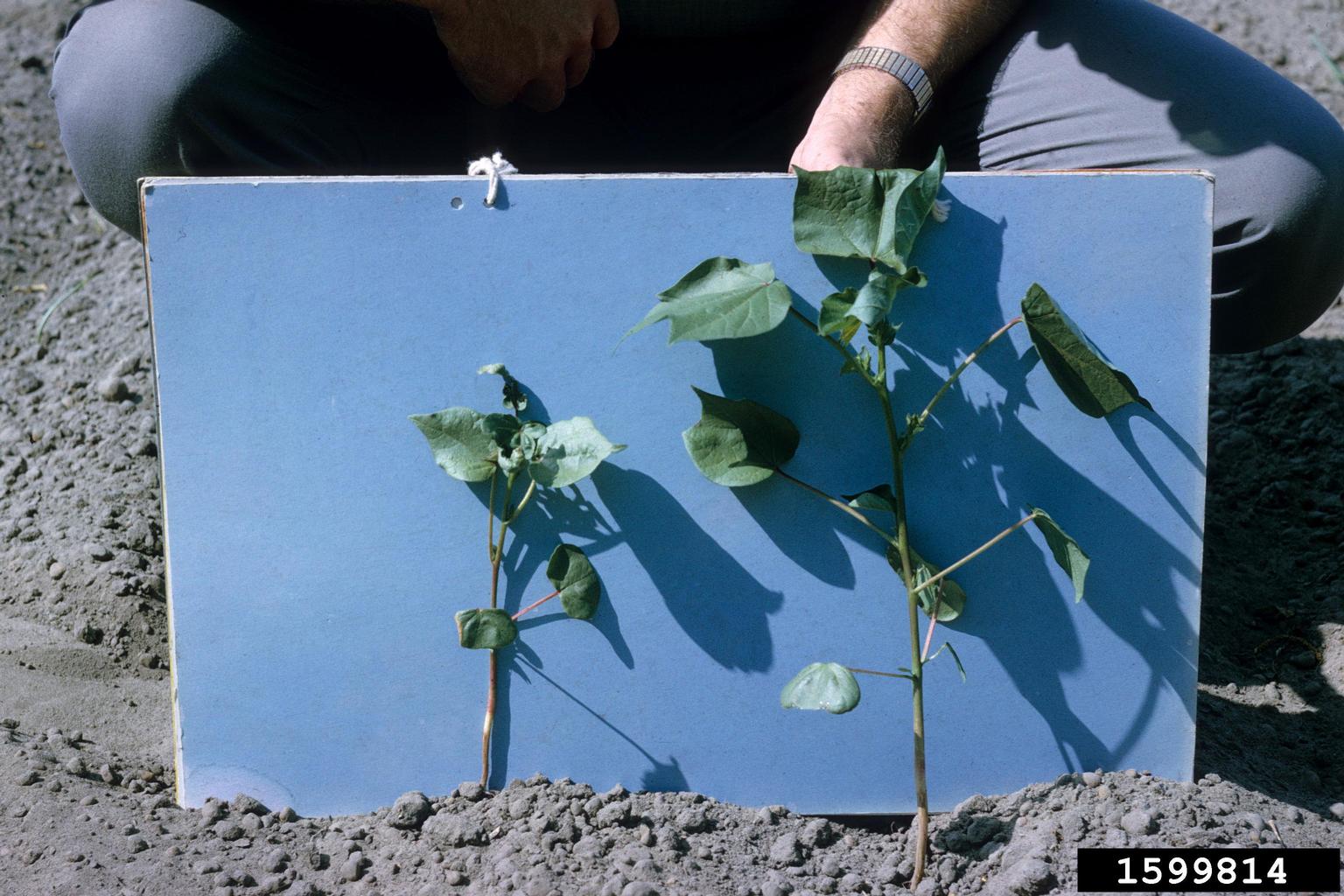 Integrated Pest Management (general)