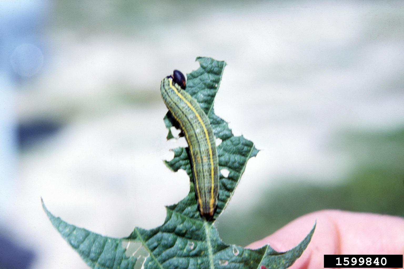 bean leafroller (Urbanus proteus)