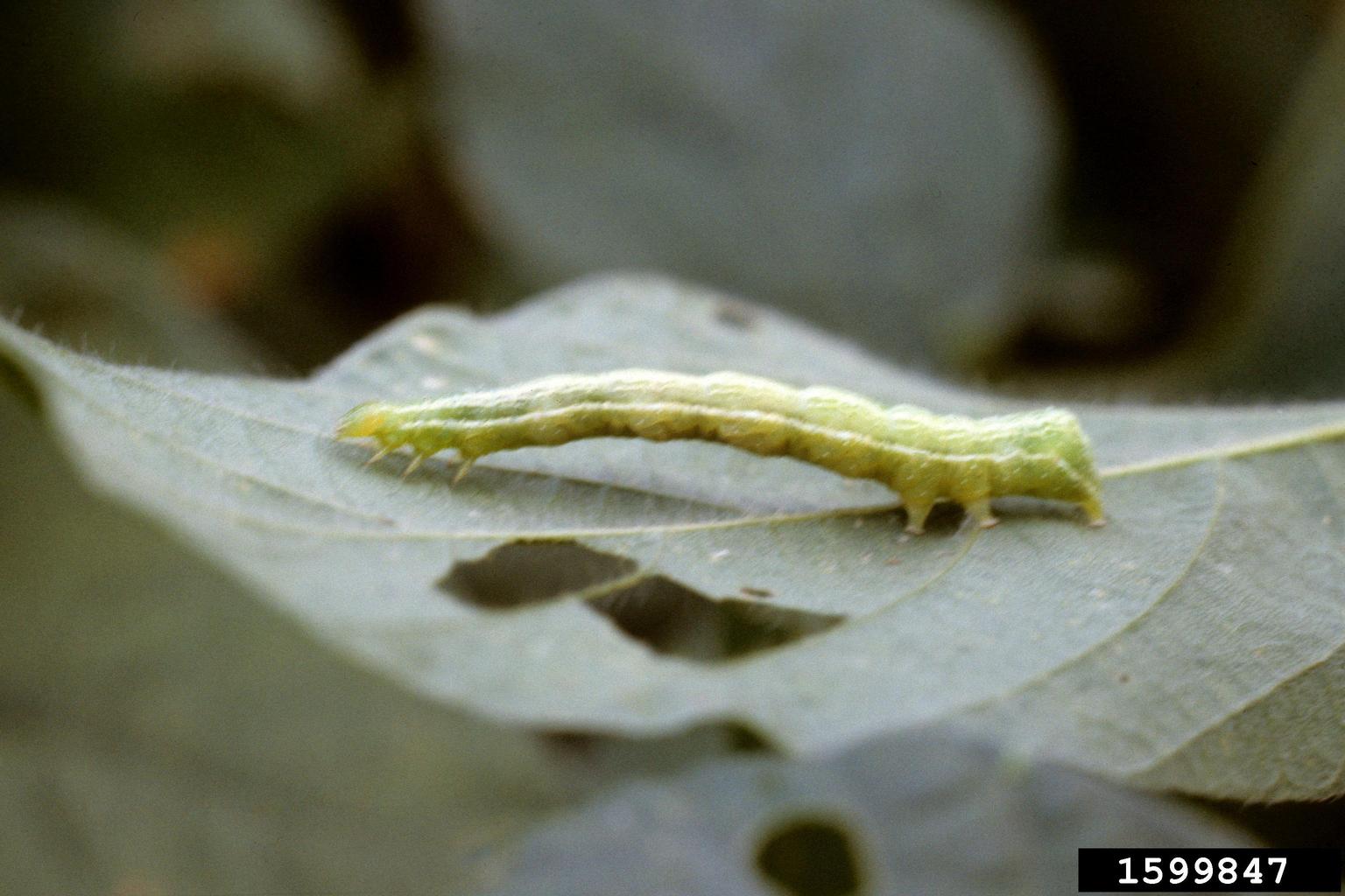 soybean looper (Chrysodeixis includens (Walker, 1858))