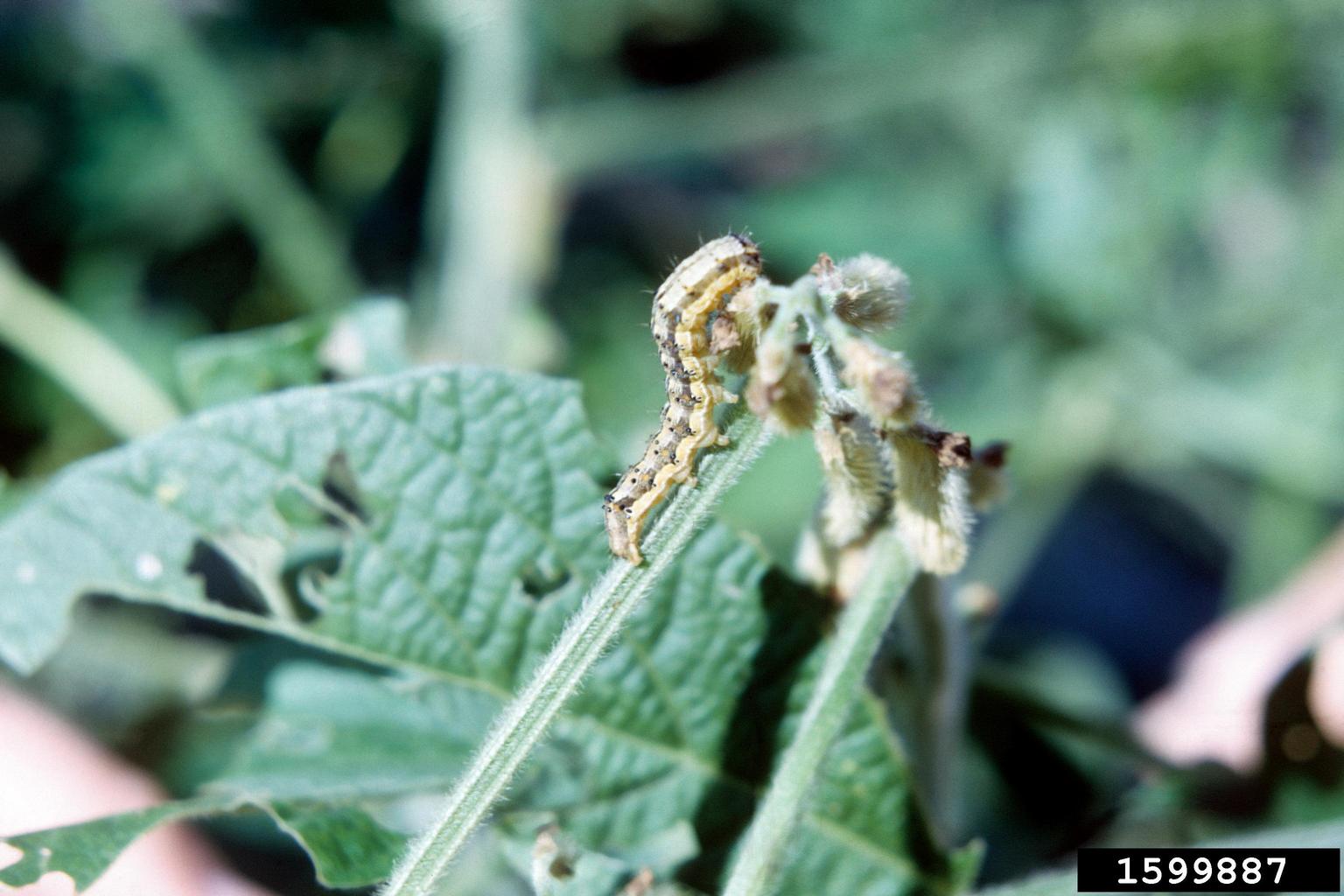 corn earworm, tomato fruitworm (Helicoverpa zea)