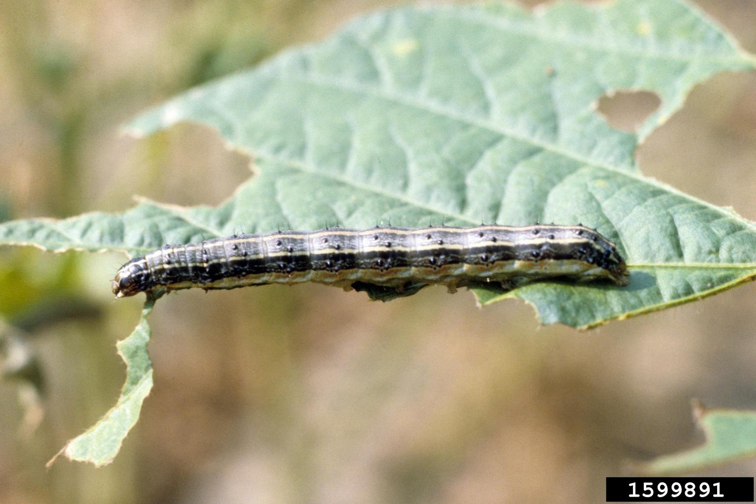 fall armyworm (Spodoptera frugiperda (J.E. Smith))