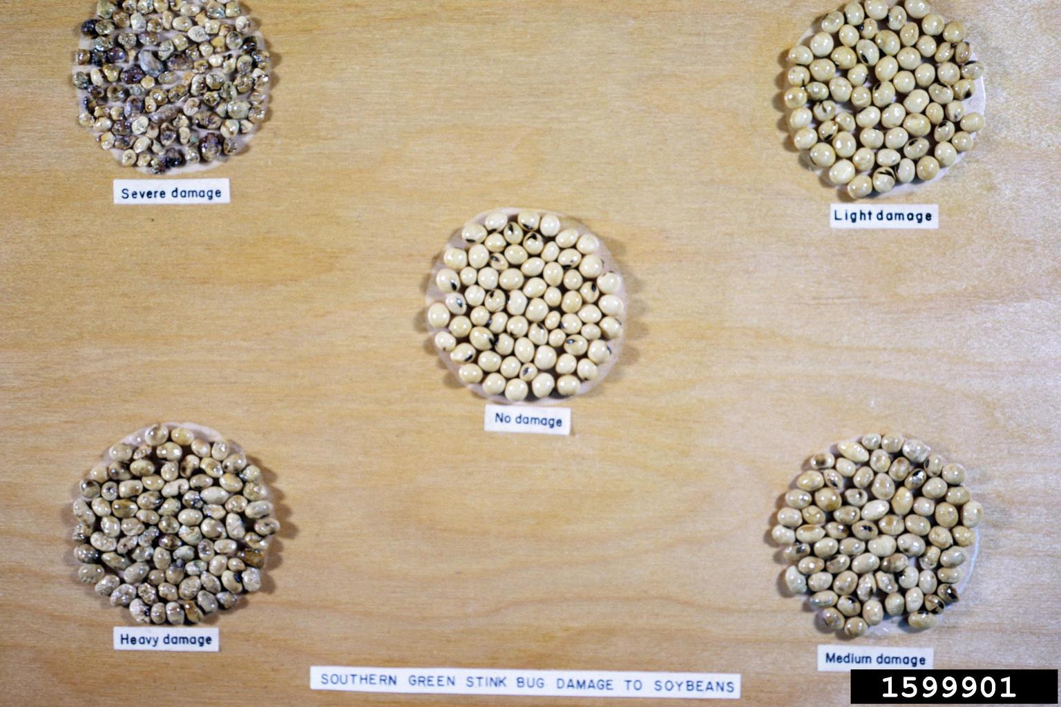 southern green stink bug (Nezara viridula ) on soybean (Glycine max ...