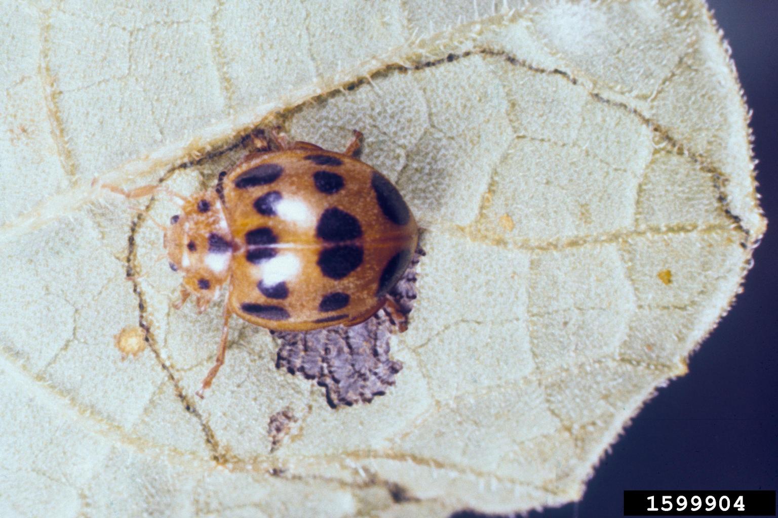 Mexican bean beetle (Epilachna varivestis Mulsant, 1850)