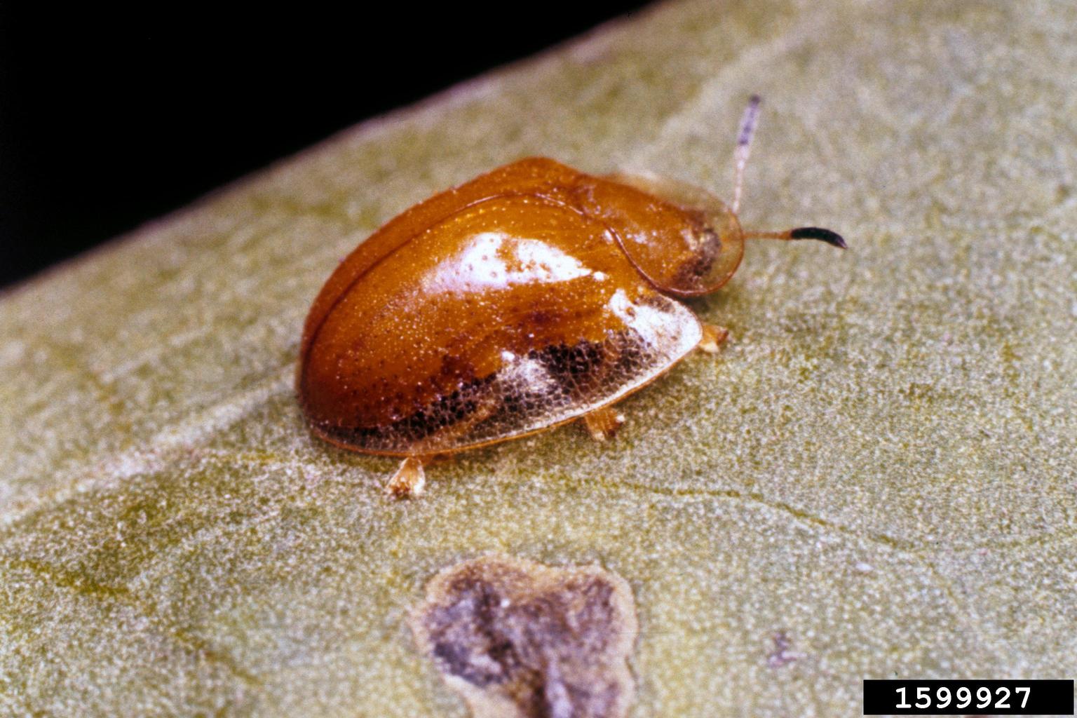 tortoise beetle (Genus Charidotella)