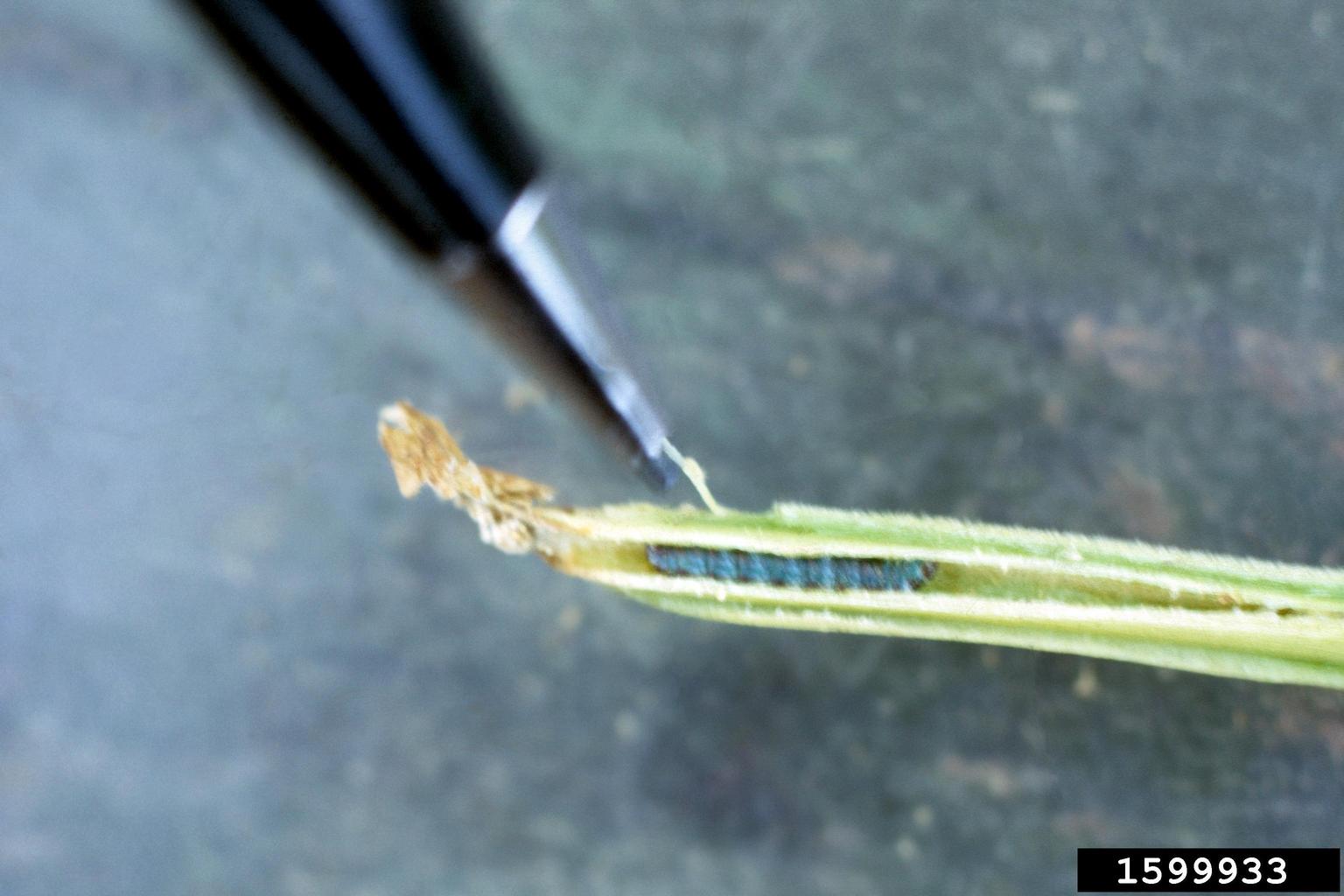 lesser cornstalk borer (Elasmopalpus lignosellus ) on soybean (Glycine ...