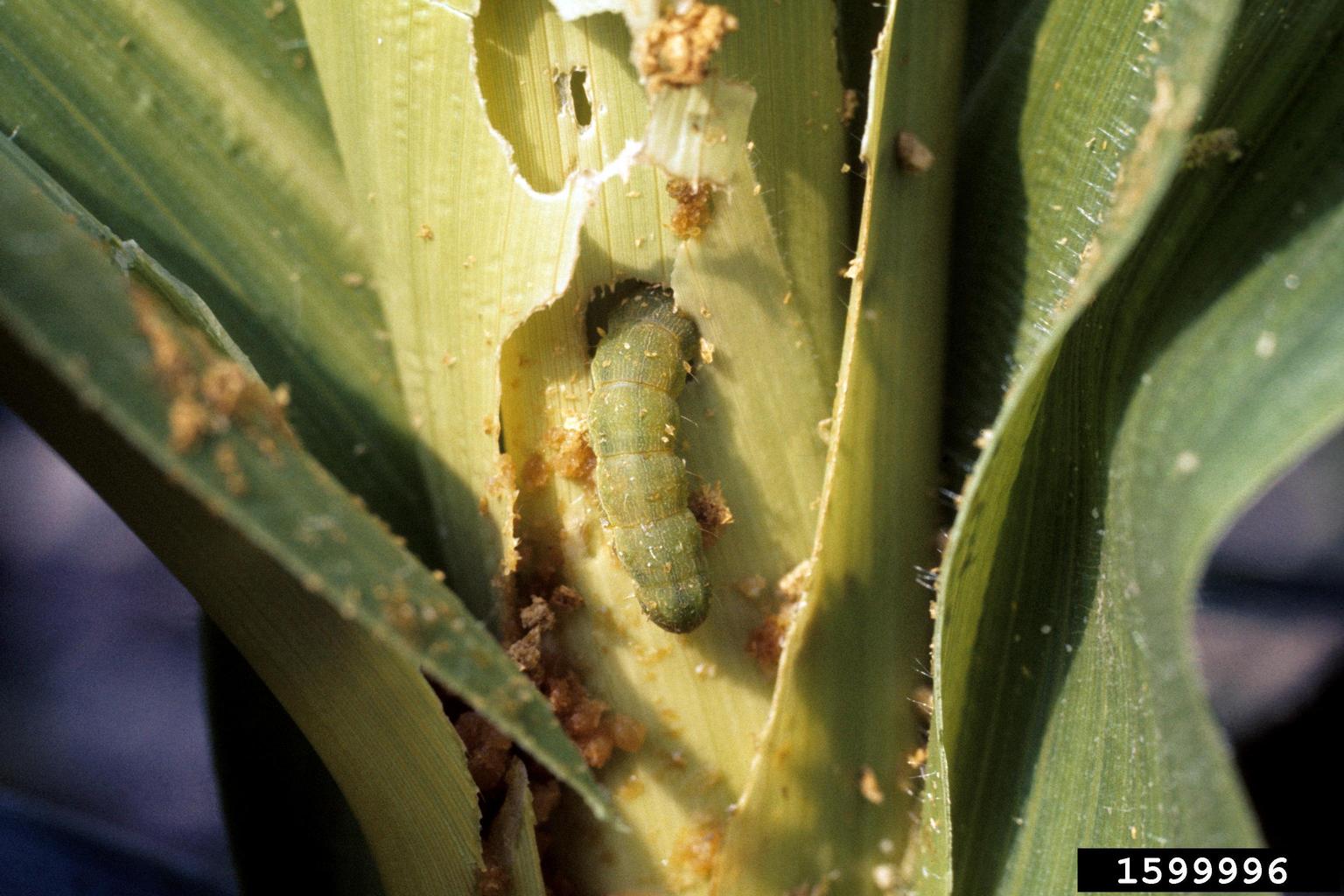 corn earworm, tomato fruitworm (Helicoverpa zea)