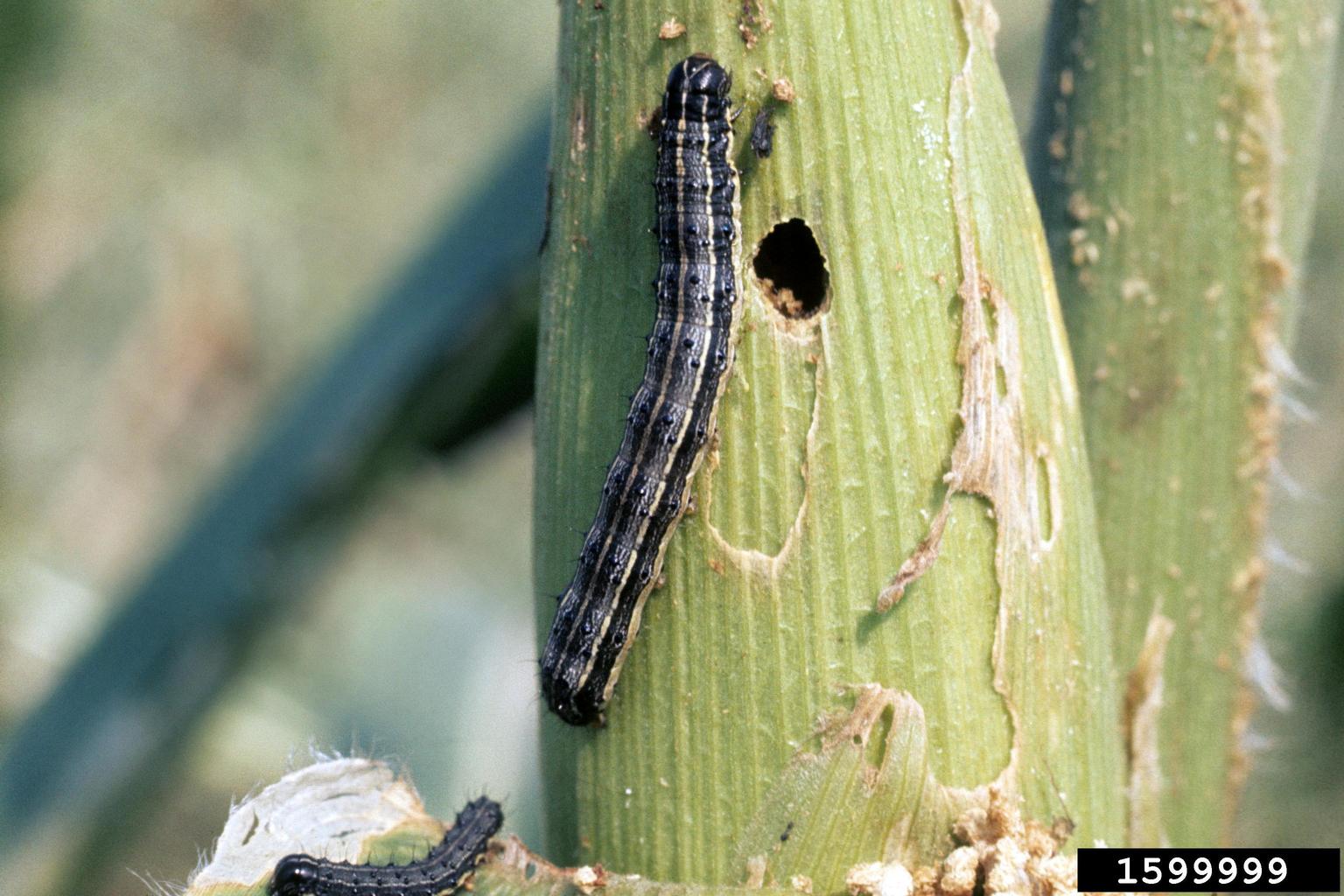 fall armyworm (Spodoptera frugiperda)