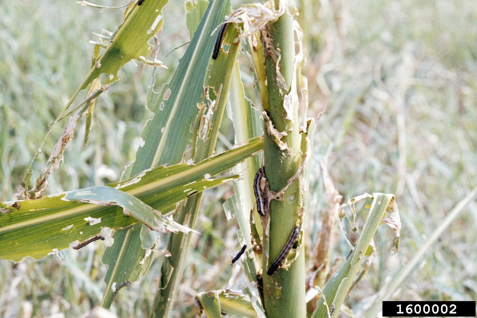 fall armyworm (Spodoptera frugiperda Smith, J.E., 1797)