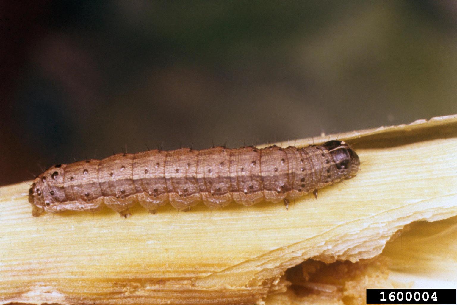 fall armyworm (Spodoptera frugiperda)