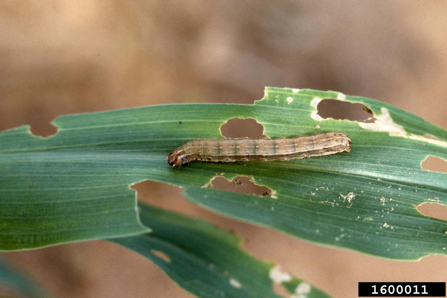 fall armyworm (Spodoptera frugiperda ) on corn (Zea mays ) - 1600011