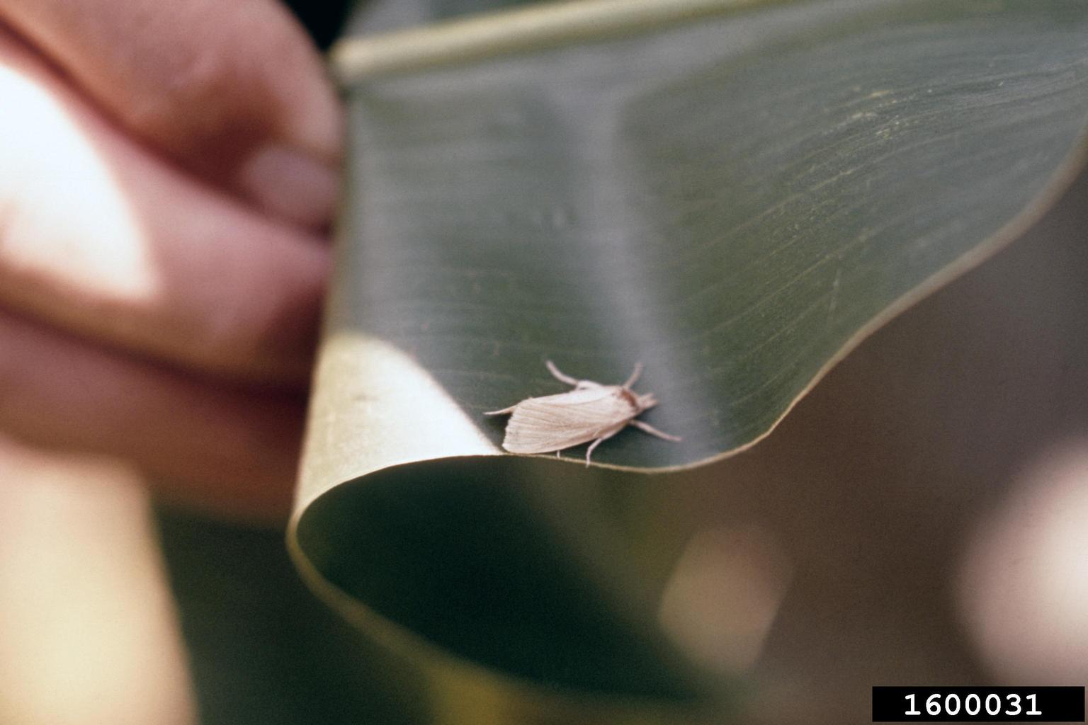 southwestern corn borer (Diatraea grandiosella Dyar)