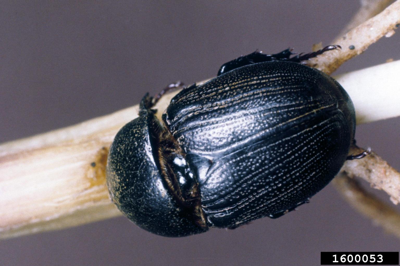 sugarcane beetle (Euetheola humilis (Burmeister, 1847))
