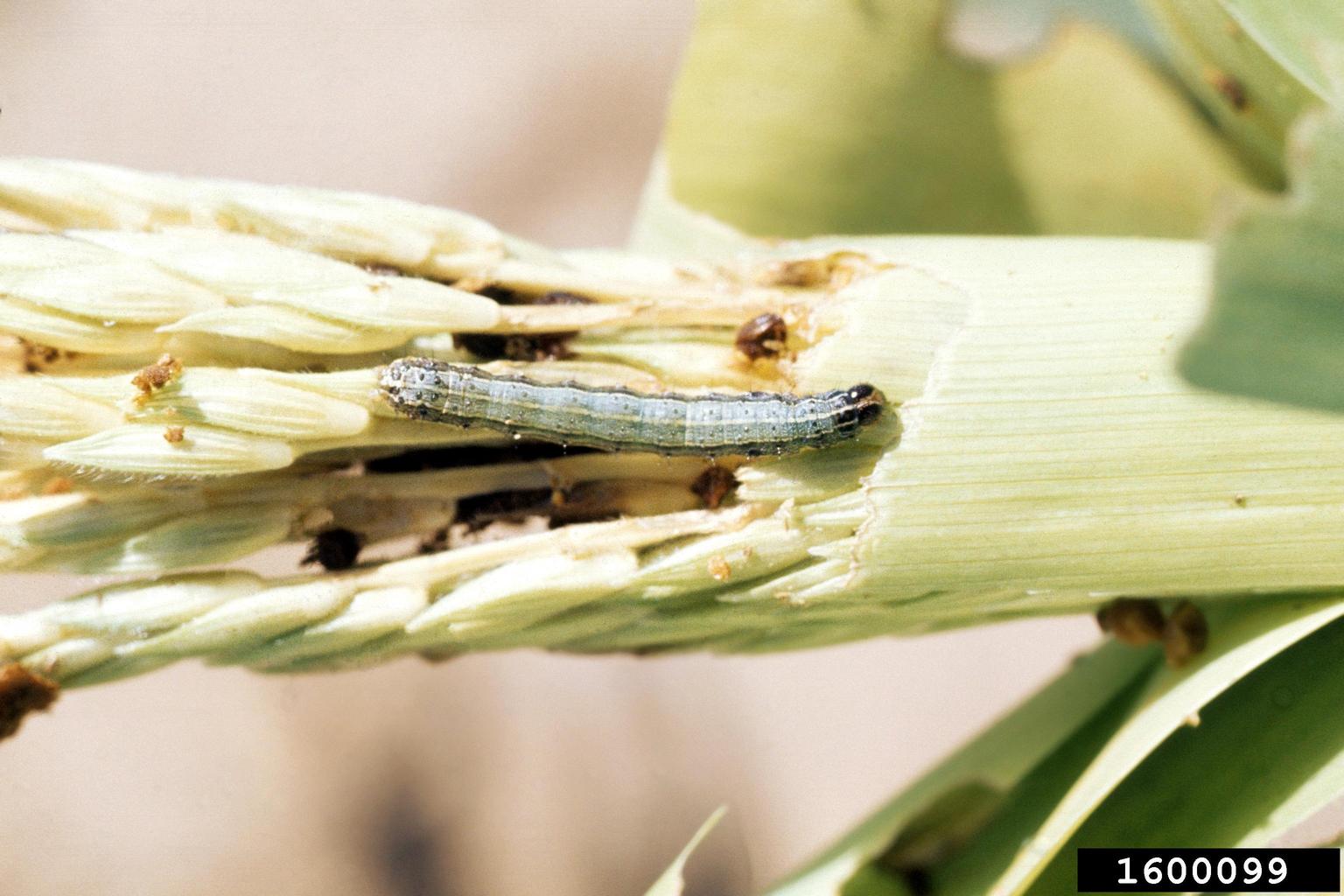 fall armyworm (Spodoptera frugiperda ) on grain sorghum (Sorghum ...