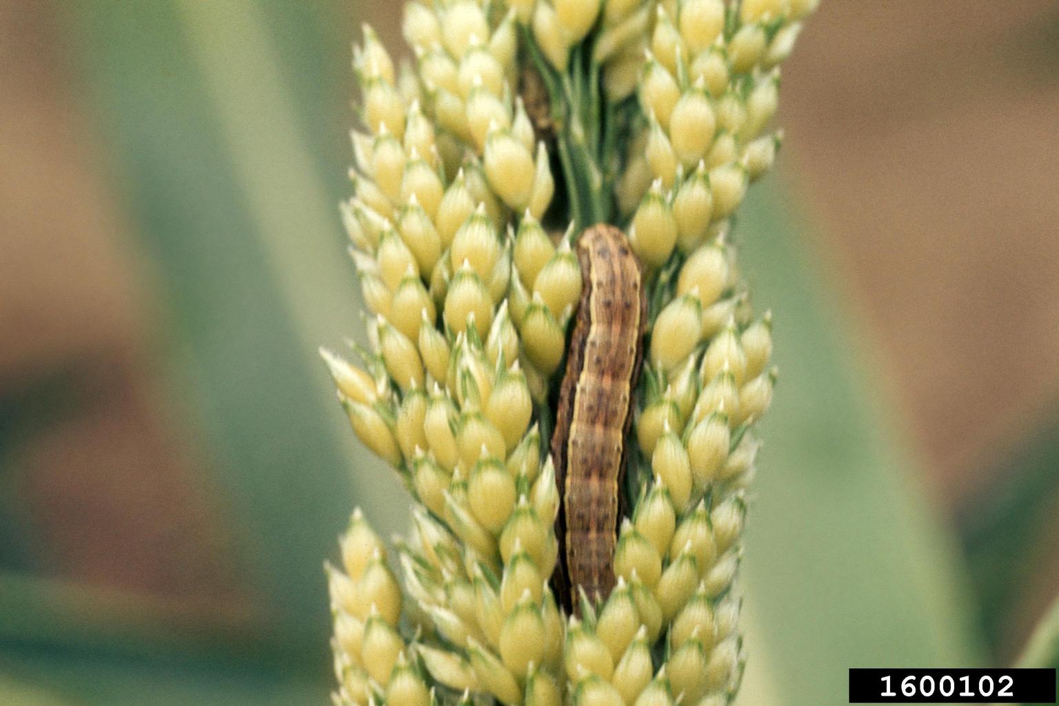 fall armyworm (Spodoptera frugiperda (J.E. Smith))