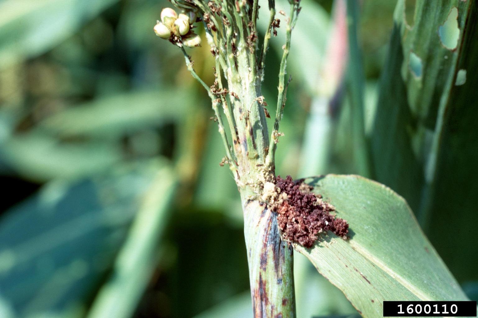 European corn borer (Ostrinia nubilalis (Hubner))