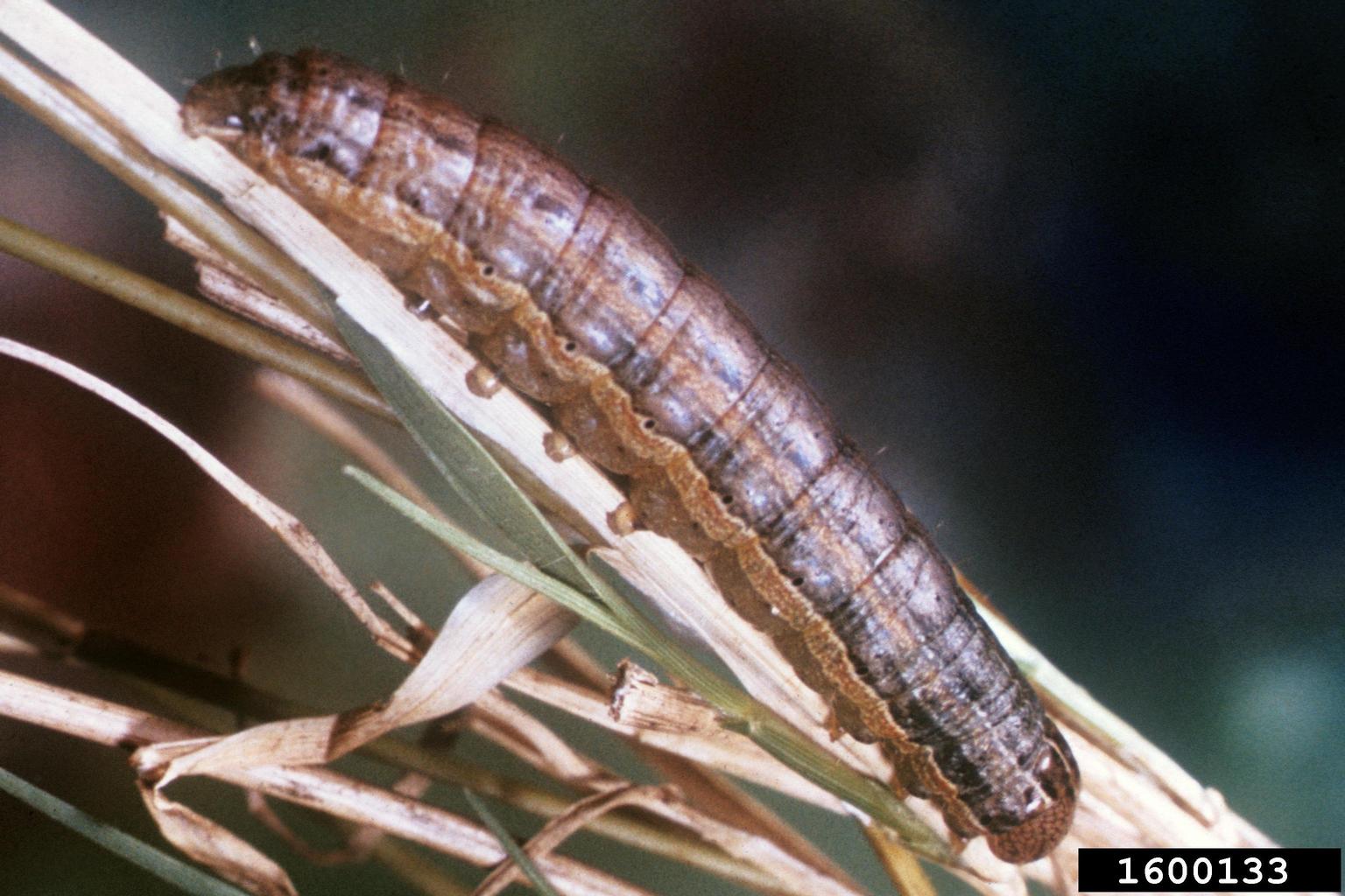 fall armyworm (Spodoptera frugiperda Smith, J.E., 1797)
