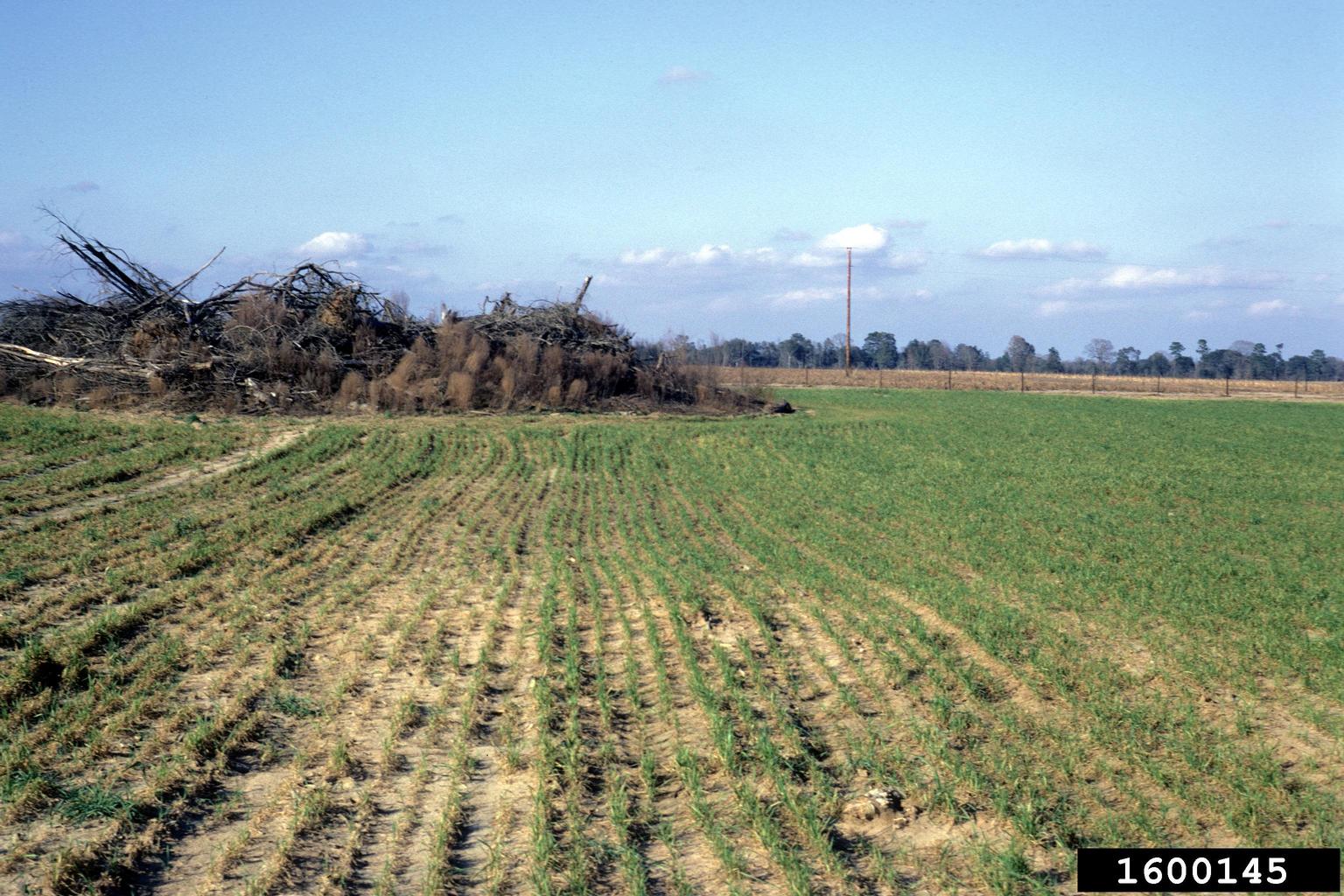 Hessian fly (Mayetiola destructor (Say, 1817))