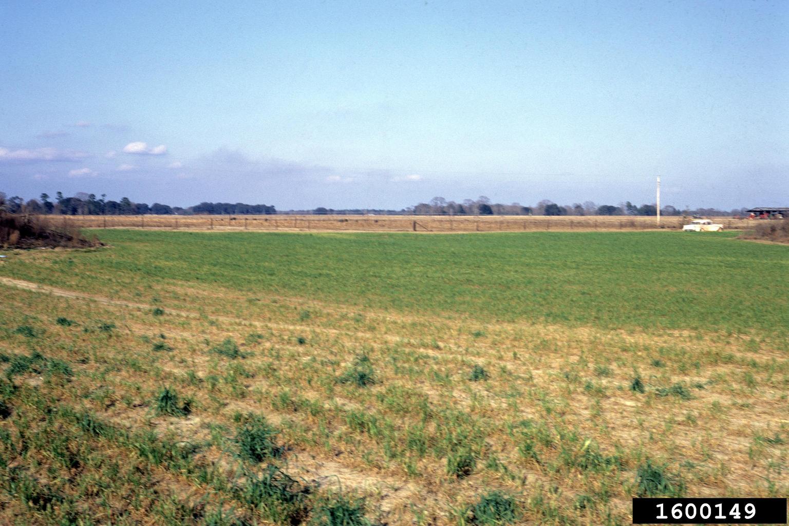 Hessian fly (Mayetiola destructor)