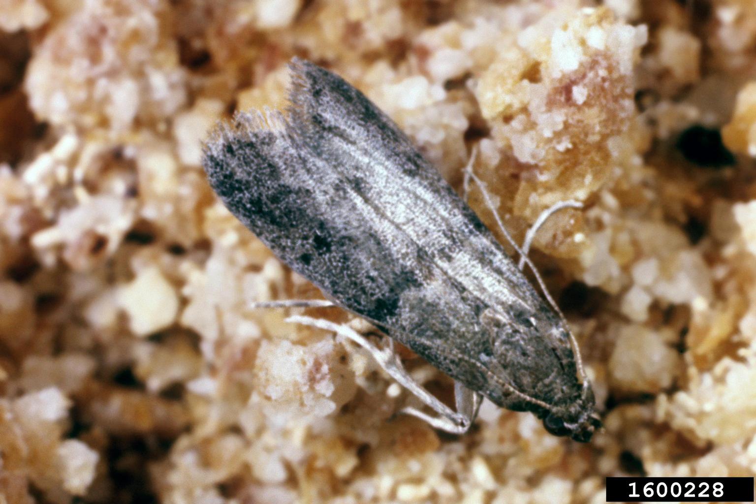 tobacco moth (Ephestia elutella (Hübner))