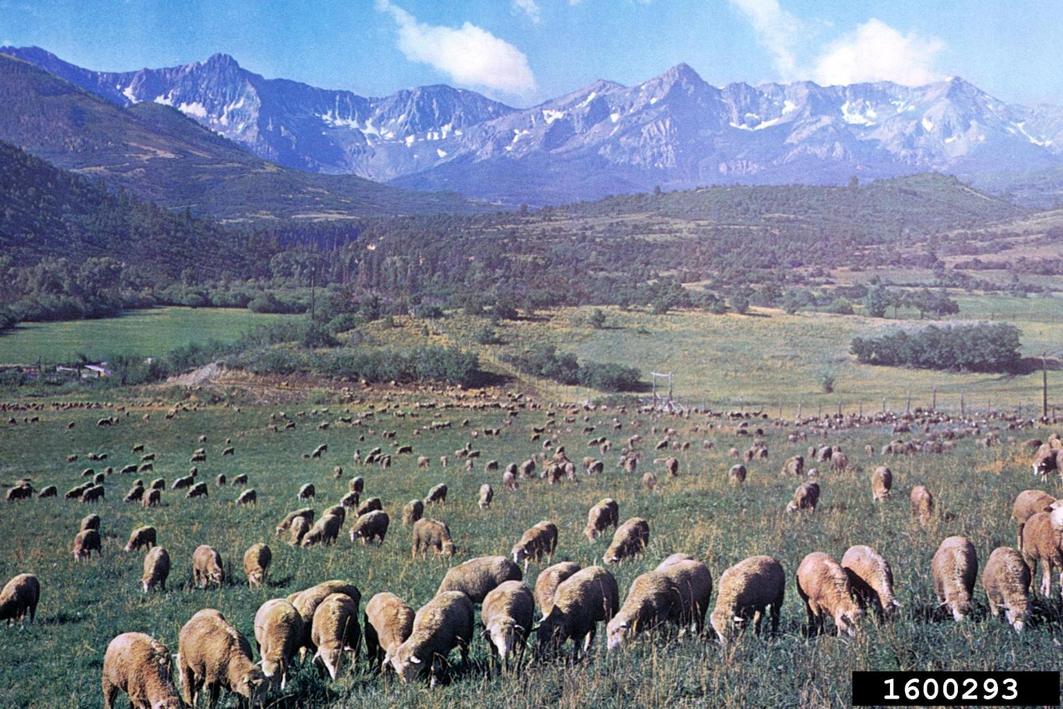 Mountains