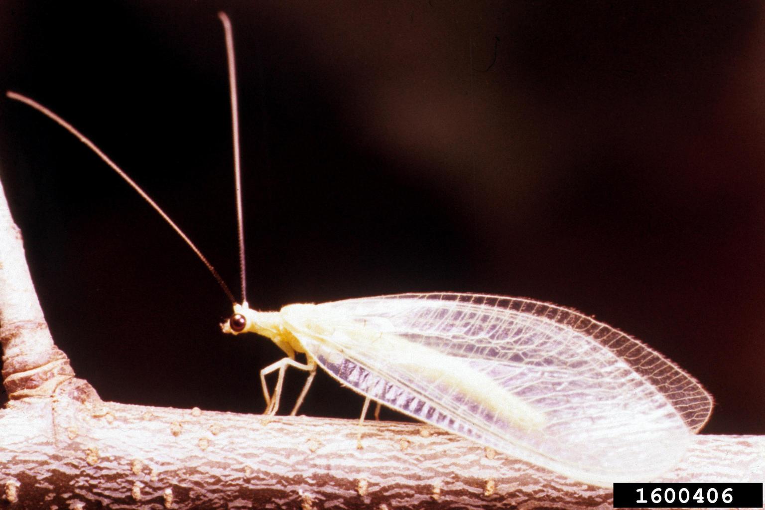 lacewings (Family Chrysopidae)
