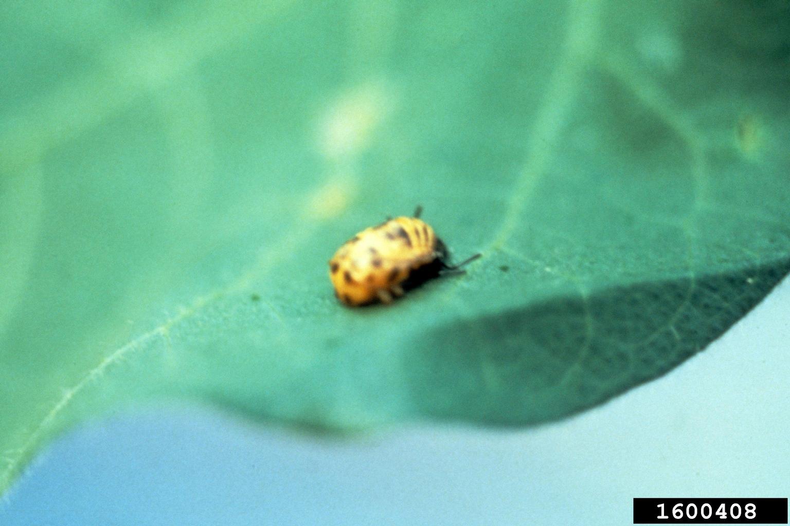 lady beetles (family Coccinellidae) (Family Coccinellidae)