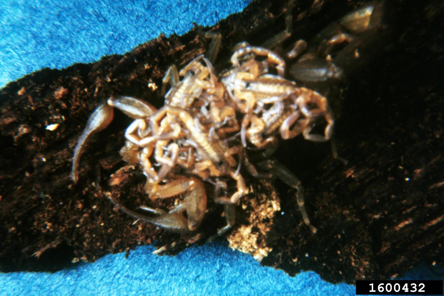 scorpion (Order Scorpiones)