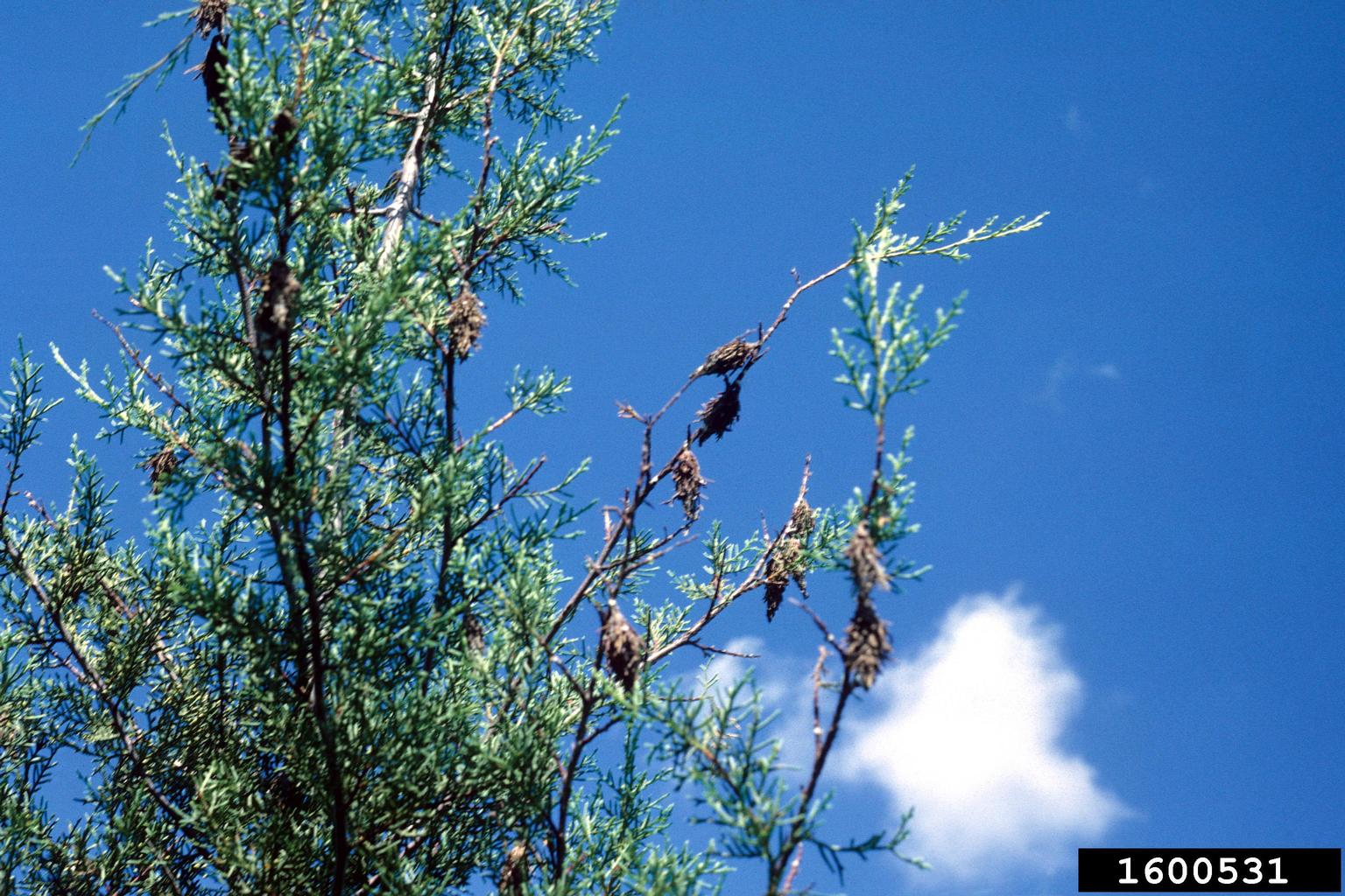 evergreen bagworm (Thyridopteryx ephemeraeformis (Haworth))