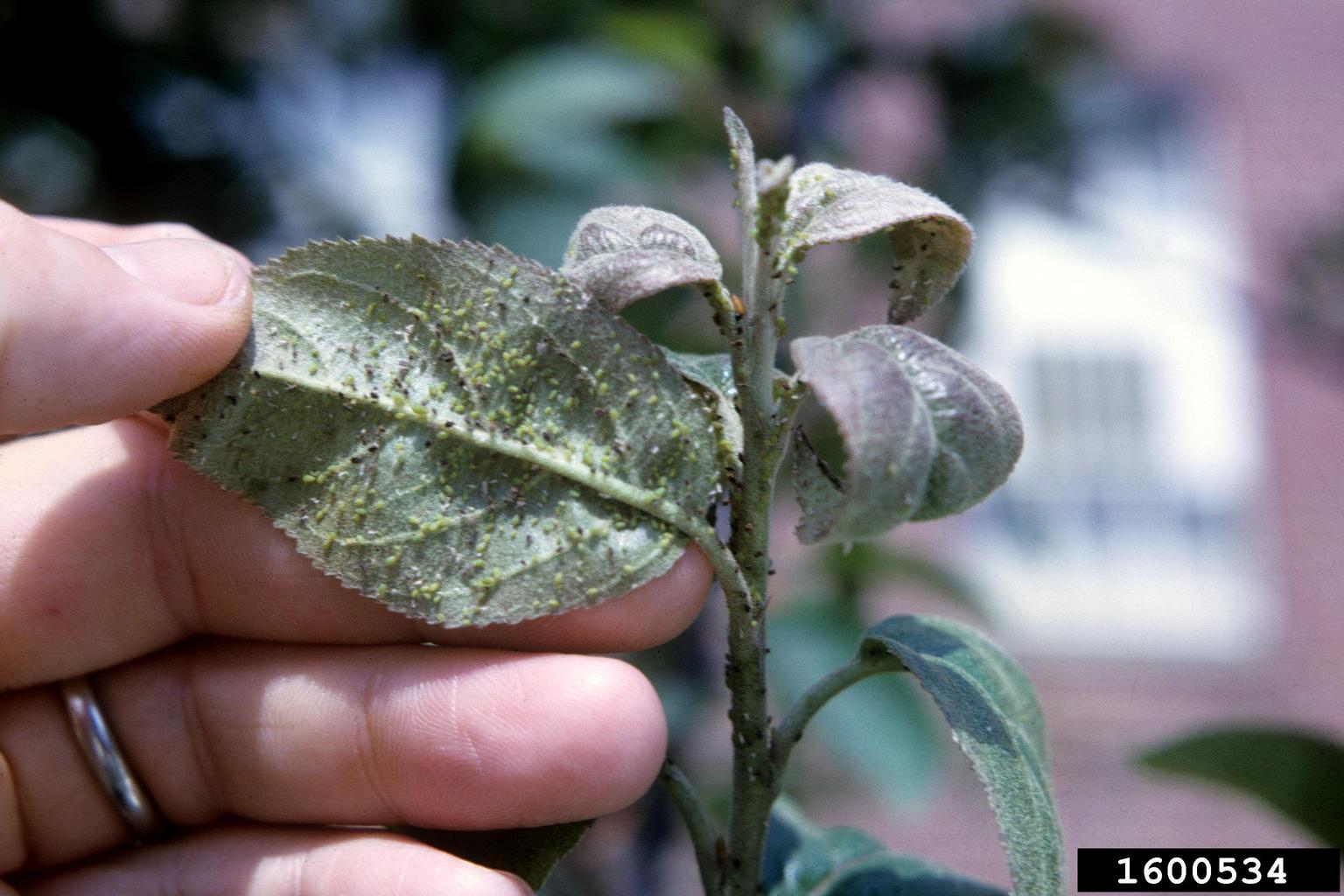 aphids (Family Aphididae)