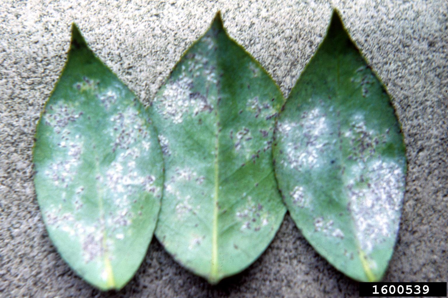 tea scale (Fiorinia theae)