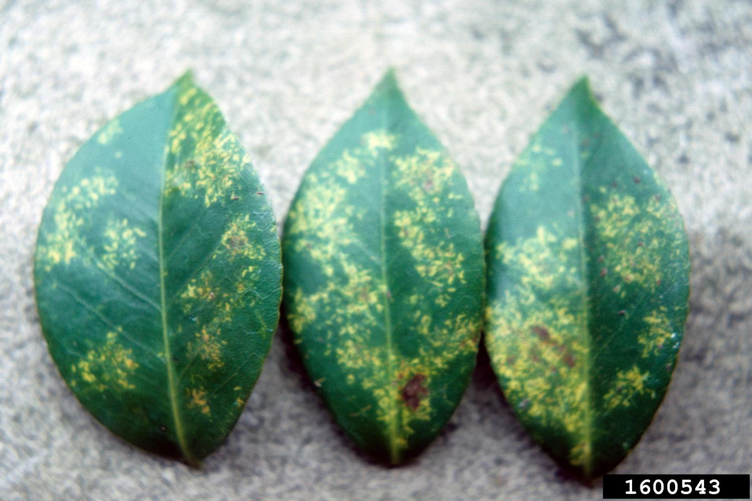 tea scale (Fiorinia theae Green)