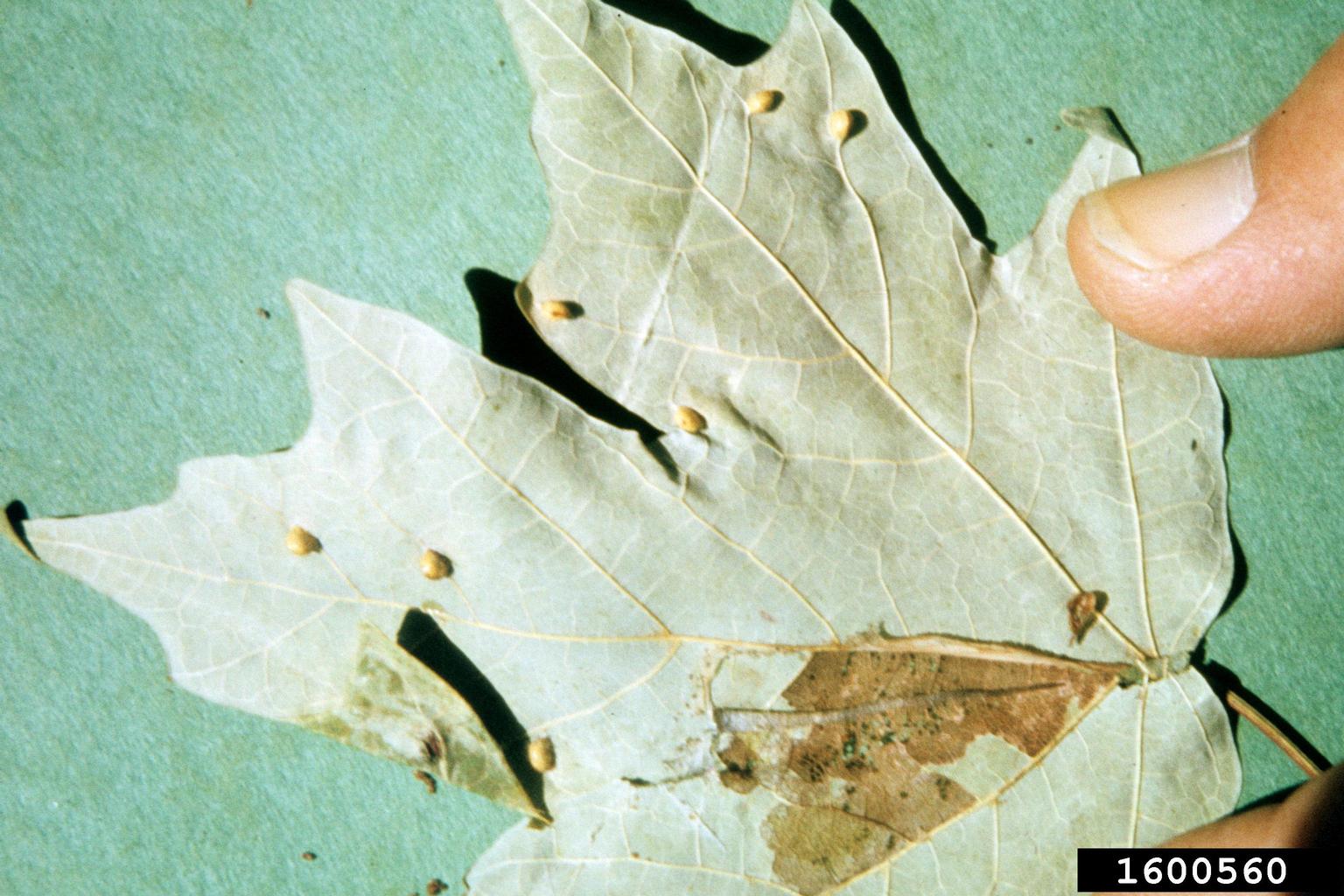 maple trumpet skeletonizer (Catastega aceriella)