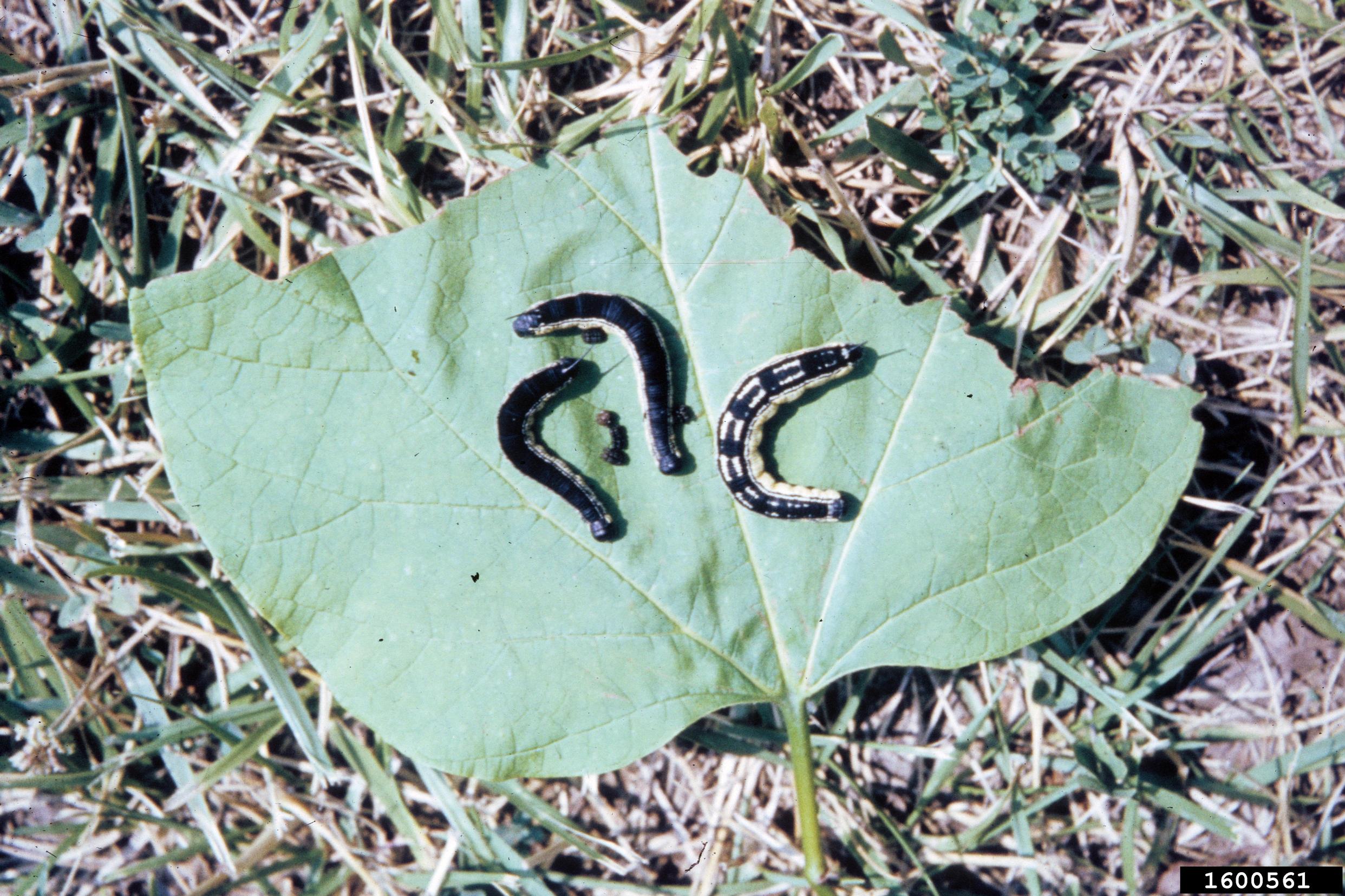 catalpa sphinx (Ceratomia catalpae)