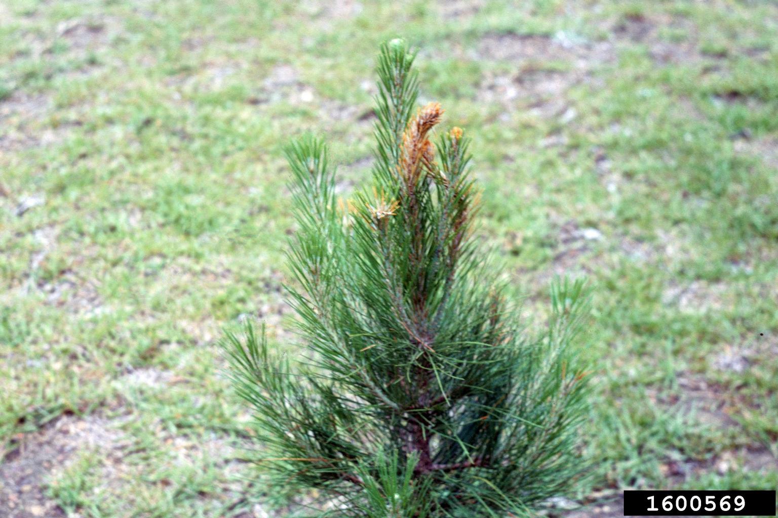 pine tip moths (Genus Rhyacionia Hübner, 1825)