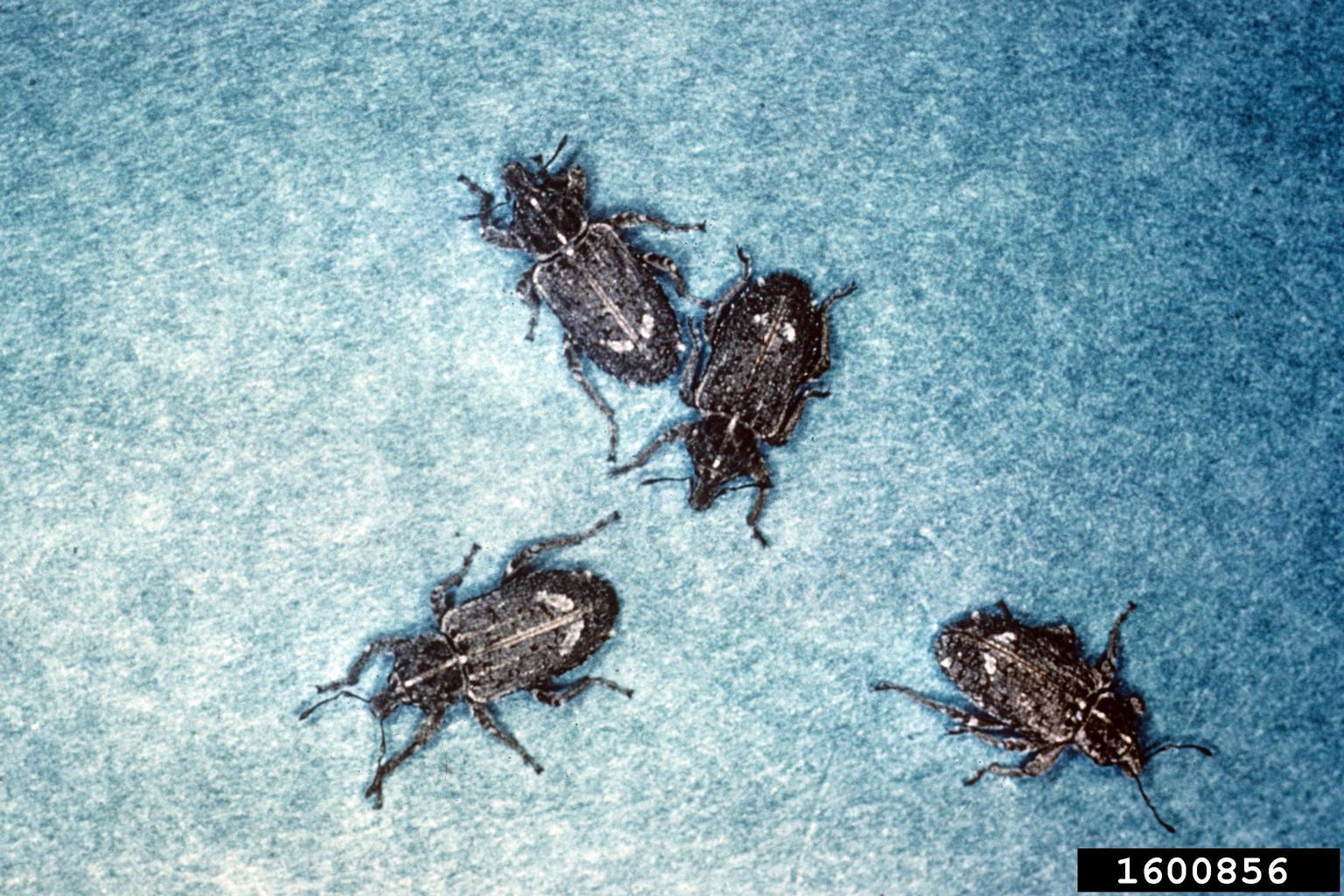 vegetable weevils (Genus Listroderes Schoeherr 1826)