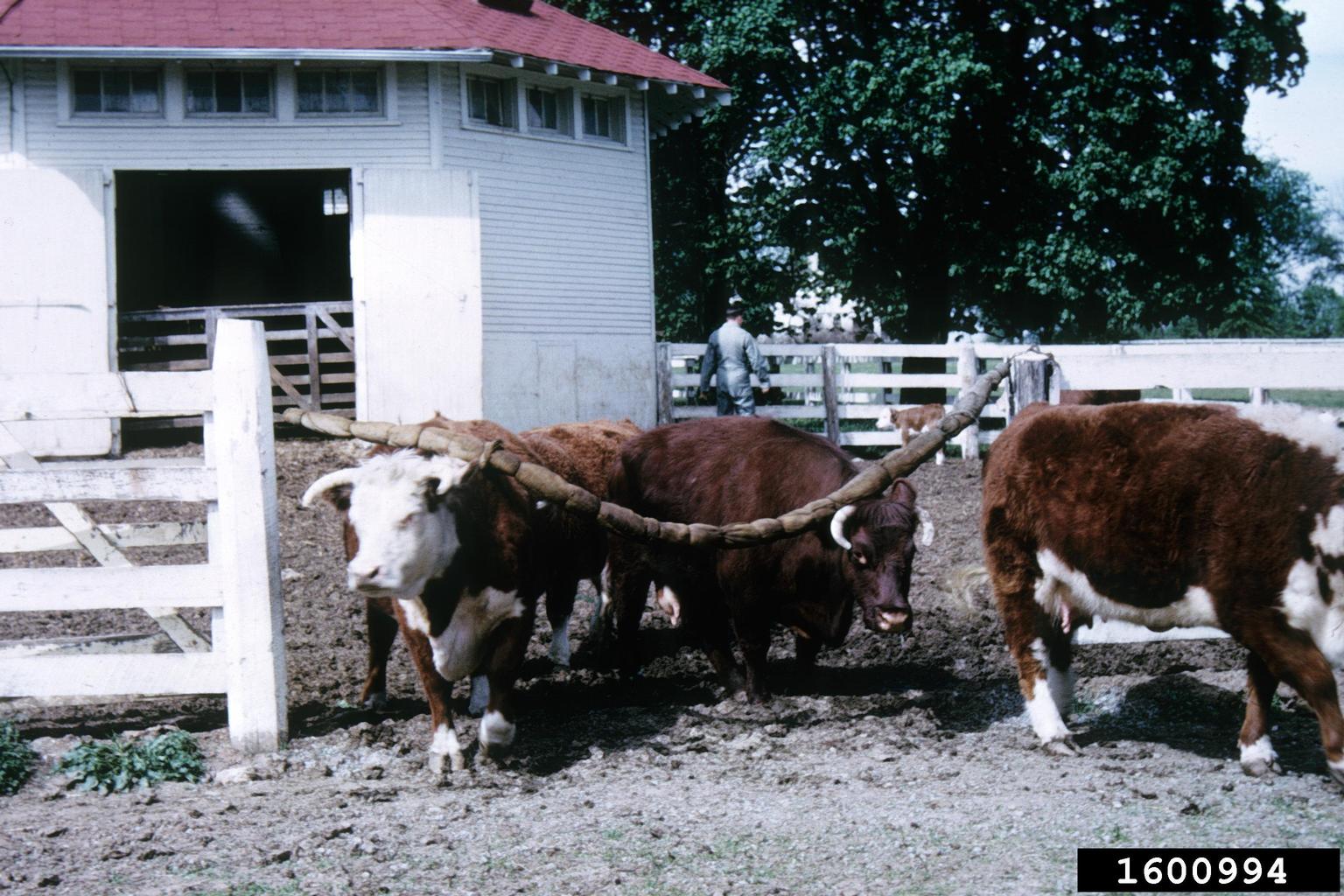 cattle (Genus Bos Linnaeus, 1758)