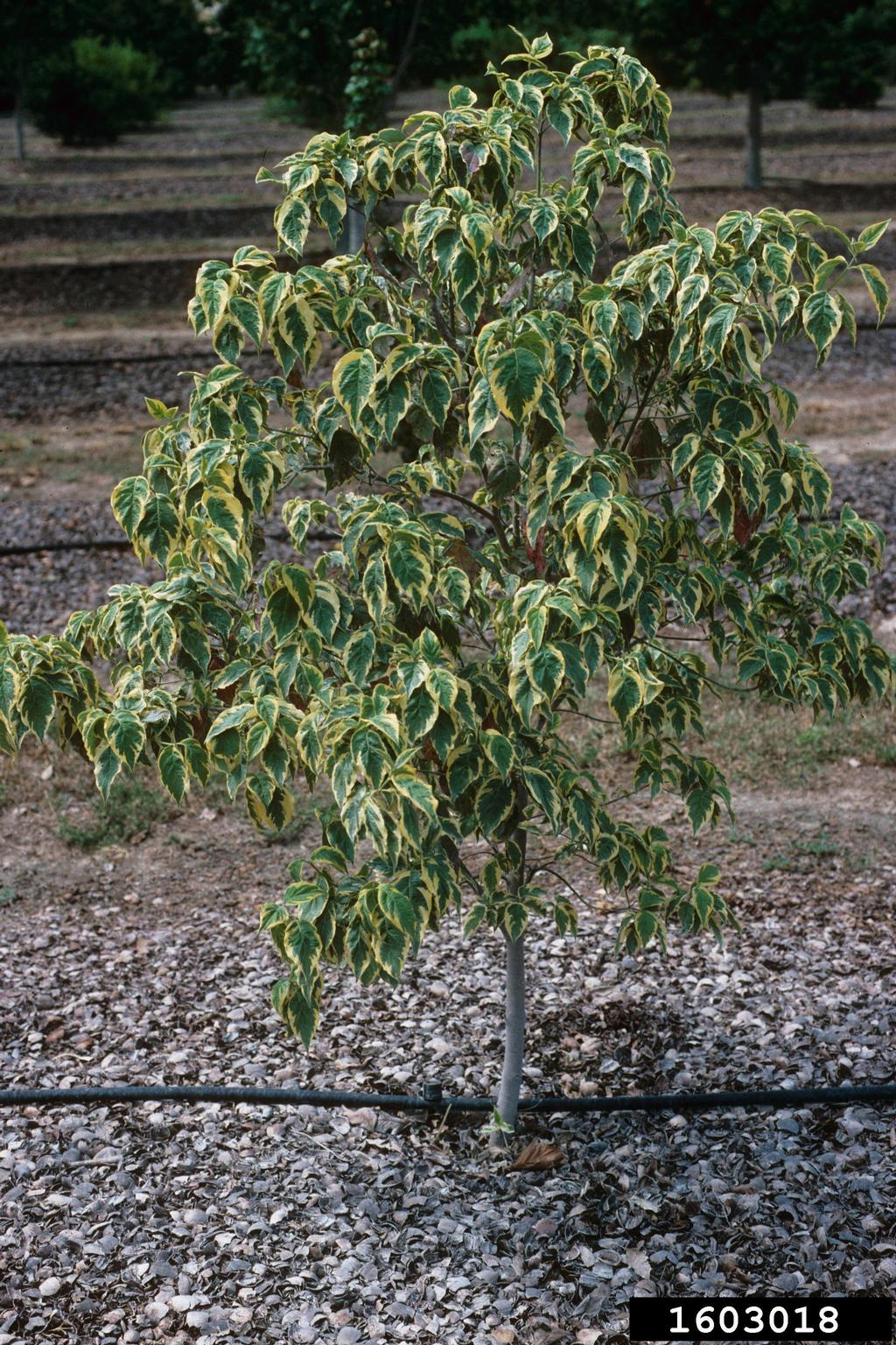 flowering dogwood (Cornus florida L.)