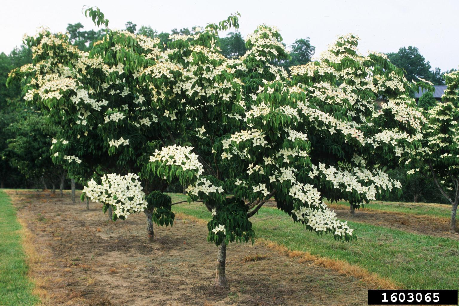 Kousa dogwood (Cornus kousa Hance)