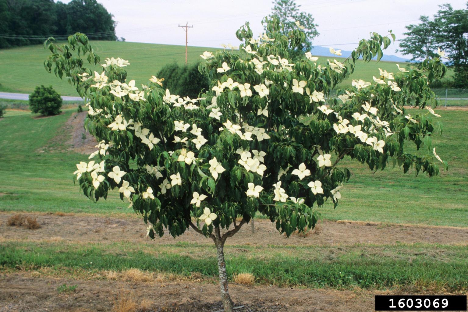 Kousa dogwood, Cornus kousa (Cornales: Cornaceae) - 1603069