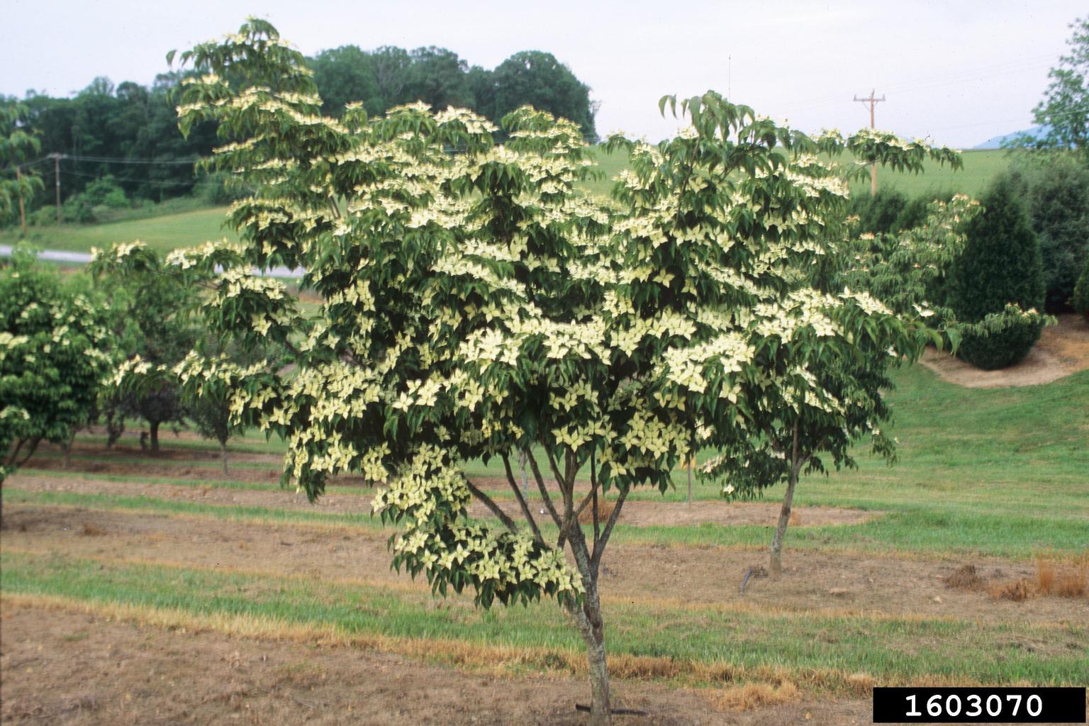 Kousa dogwood (Cornus kousa Hance)