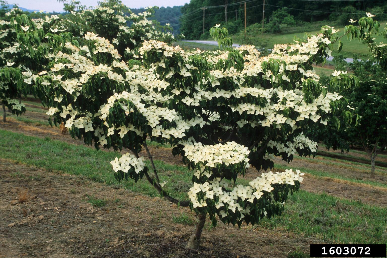 Kousa dogwood (Cornus kousa)