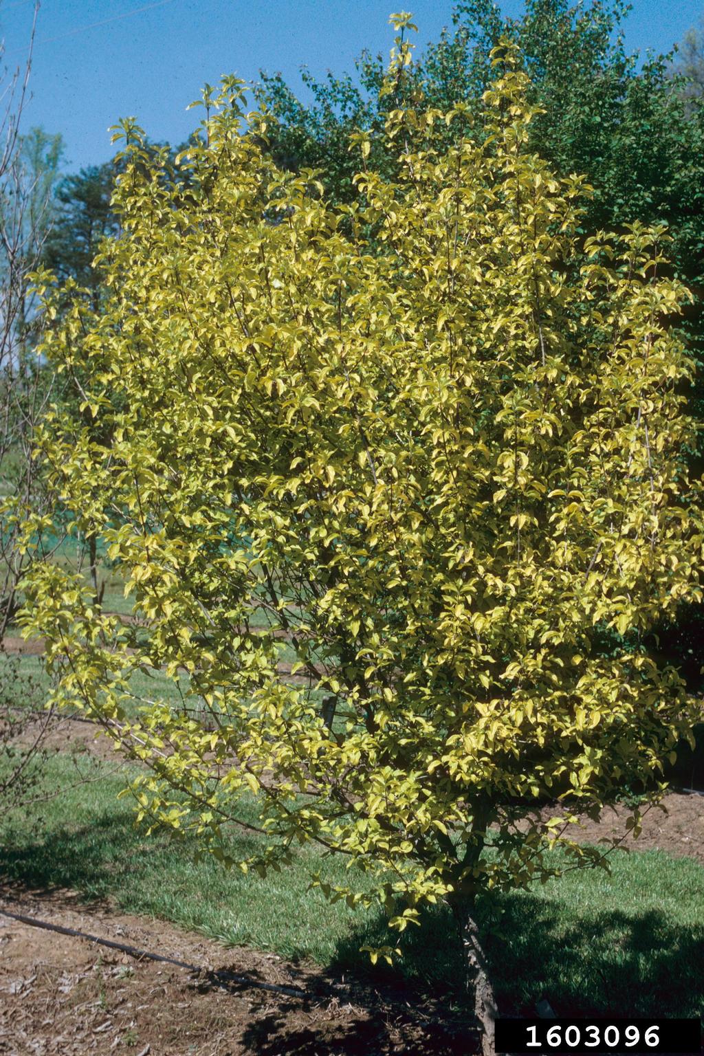 Cornelian cherry dogwood (Cornus mas L.)
