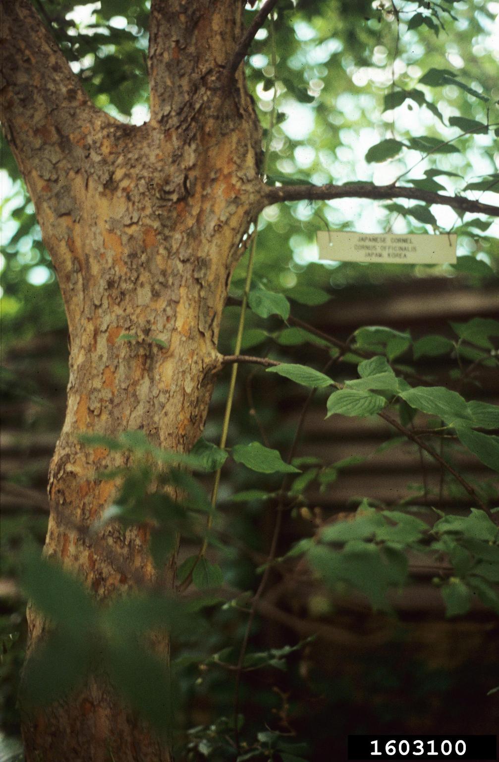 Asiatic dogwood (Cornus officinalis Siebold & Zucc.)