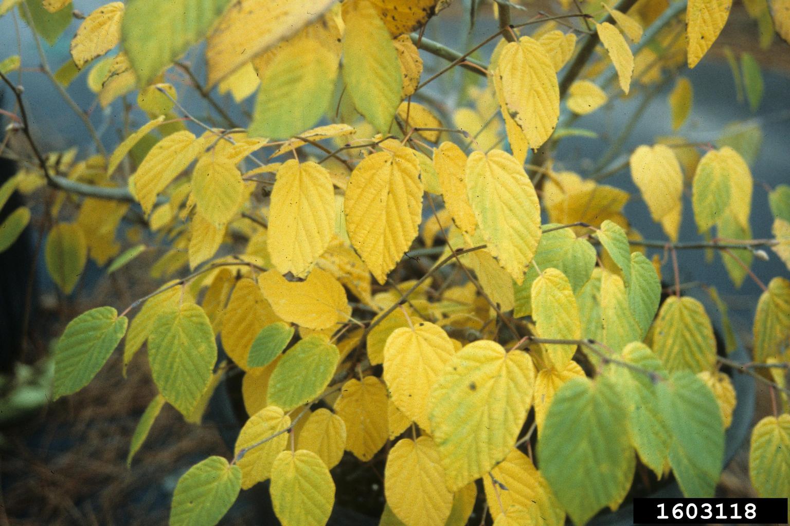 winter hazel (Corylopsis gotoana Makino)