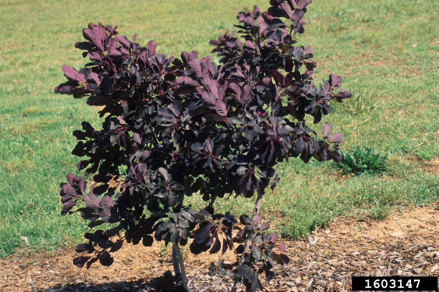 European smoketree (Cotinus coggygria Scop.)
