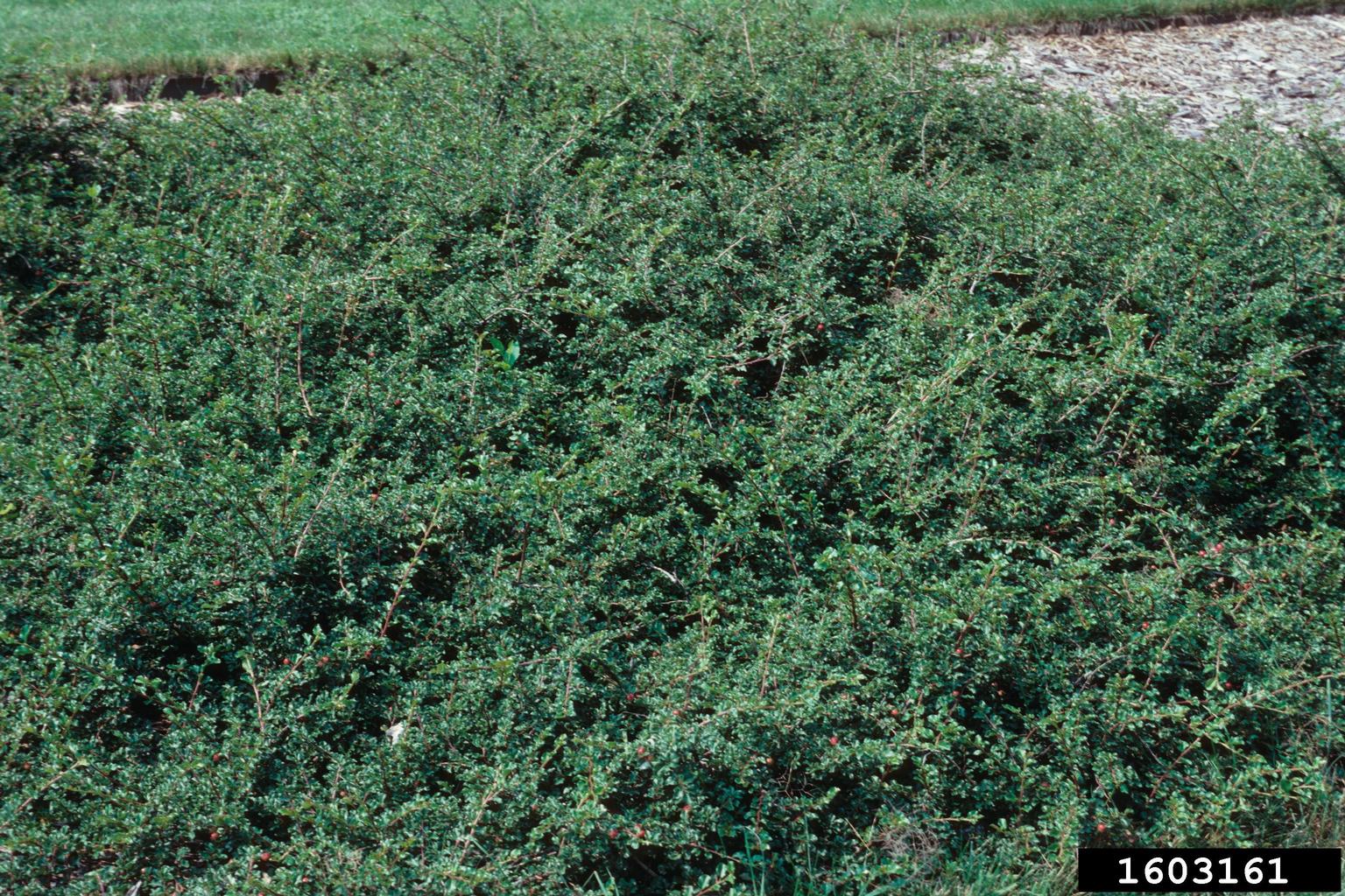 creeping cotoneaster (Cotoneaster adpressus)